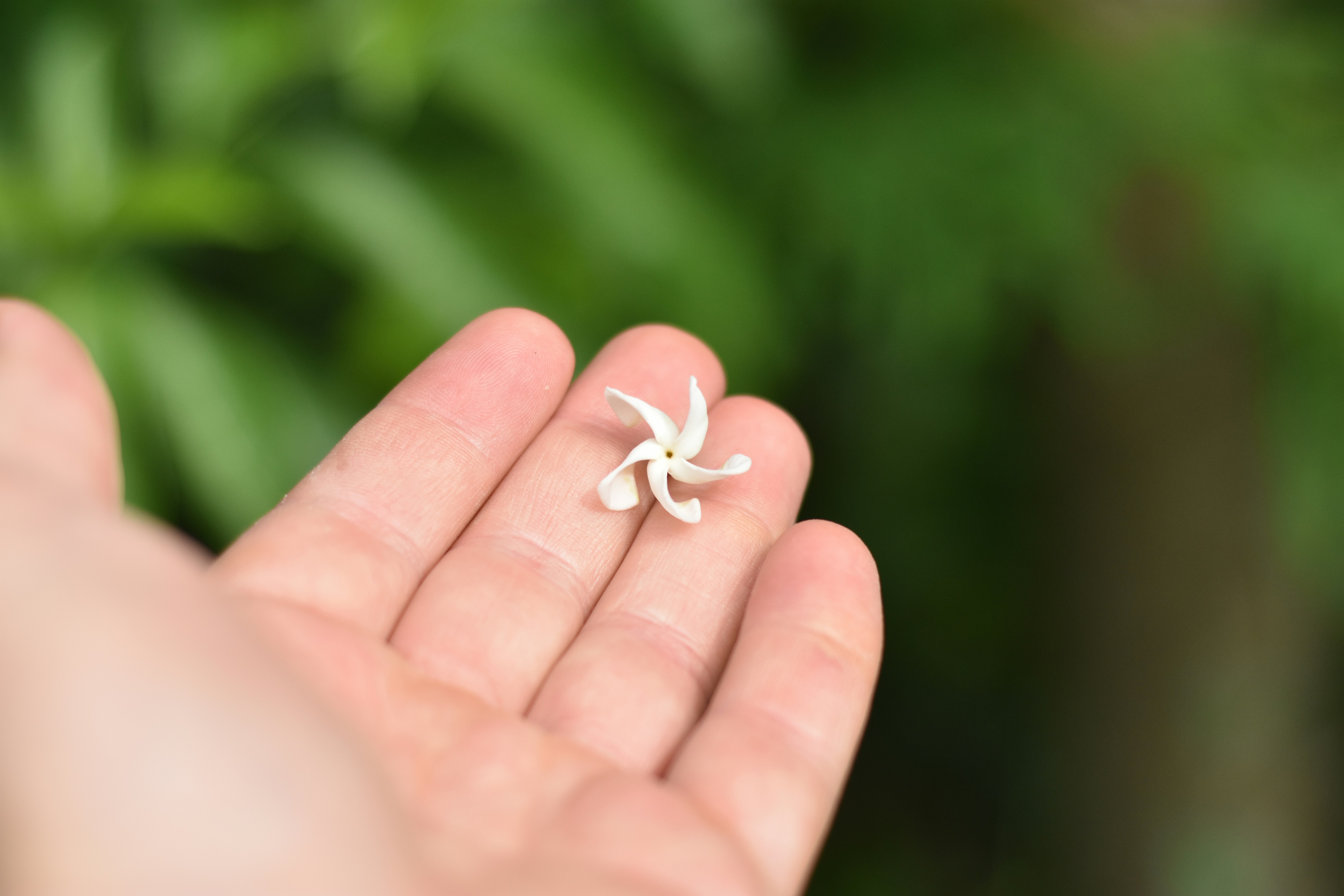 Palm-Side Moment: A Petite White Bloom in Soft Green
