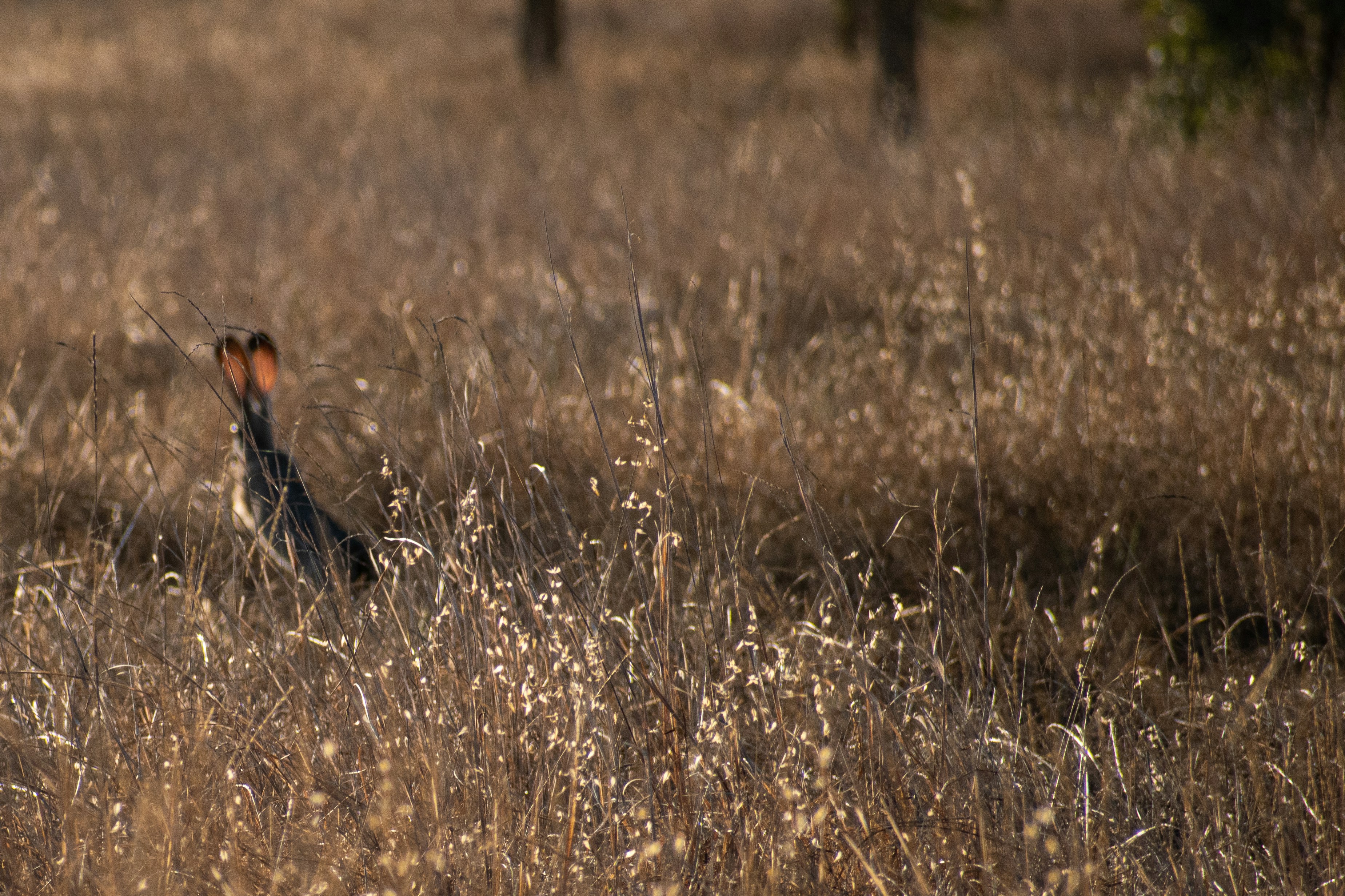 A black bird with striking orange accents partially concealed in golden grasses, embodying the essence of nature's camouflage.