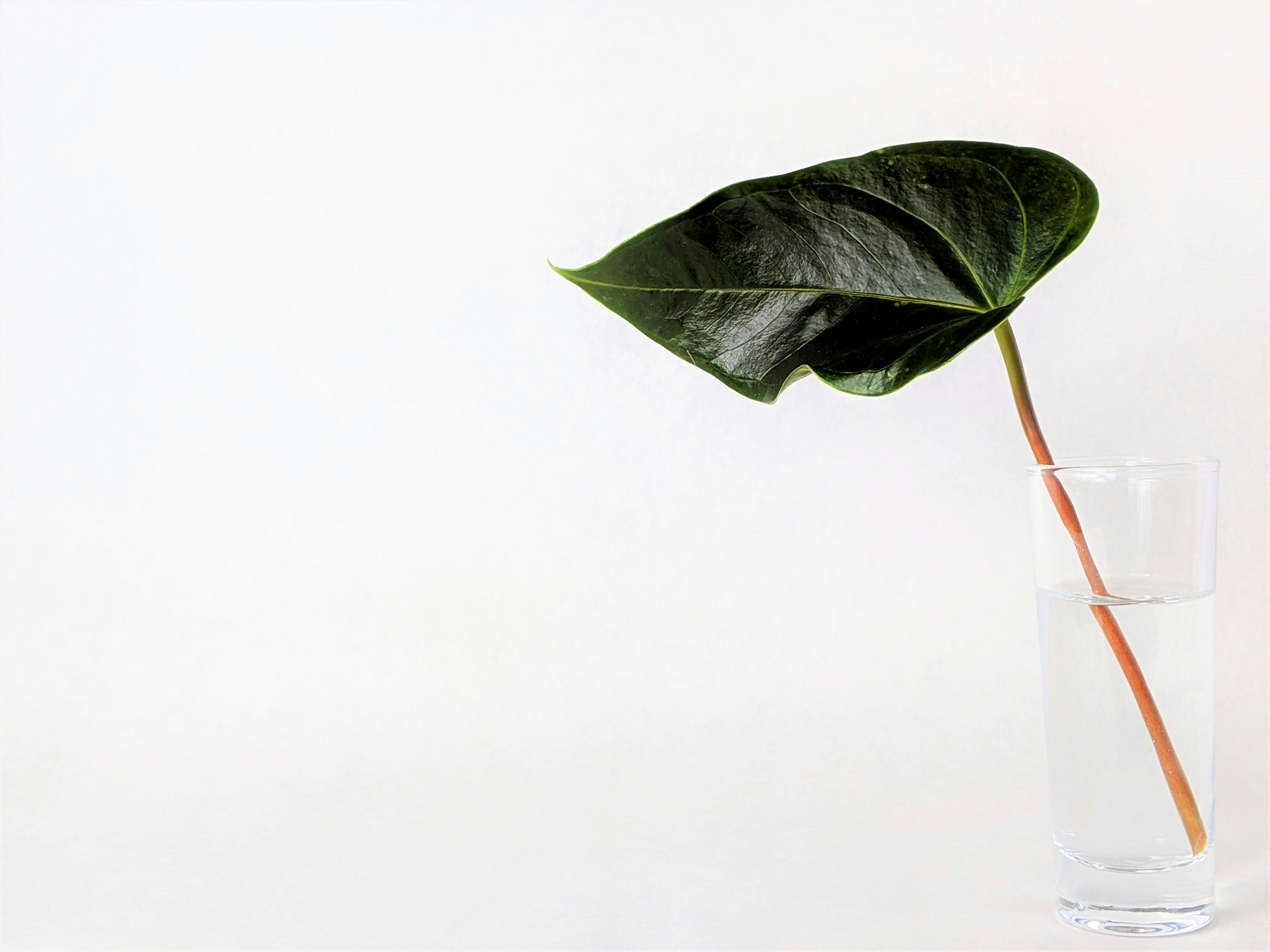 A vibrant green leaf elegantly positioned in a glass of water against a minimalist white backdrop.