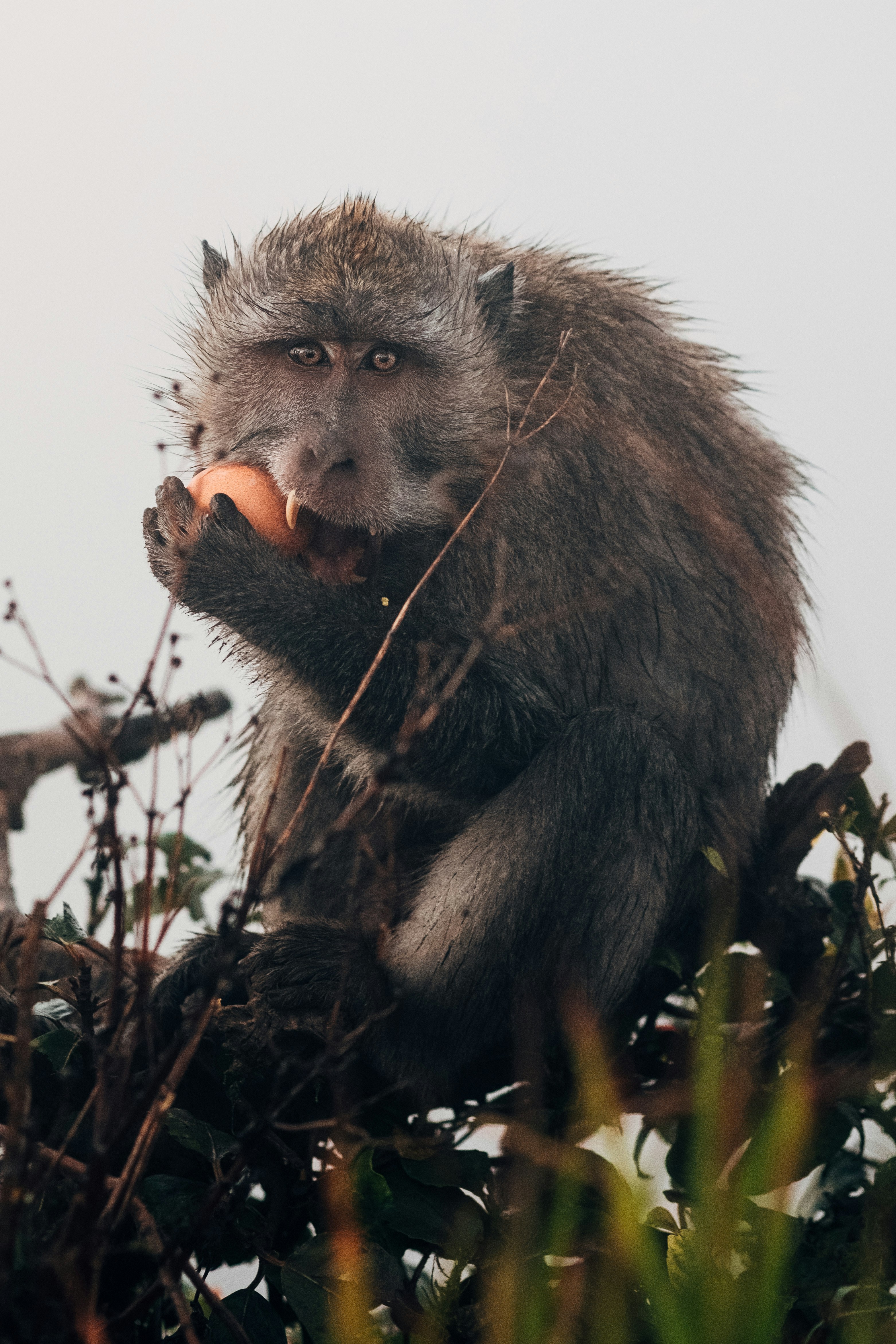 Photograph of a macaque perched among tangled branches, biting into an orange slice.