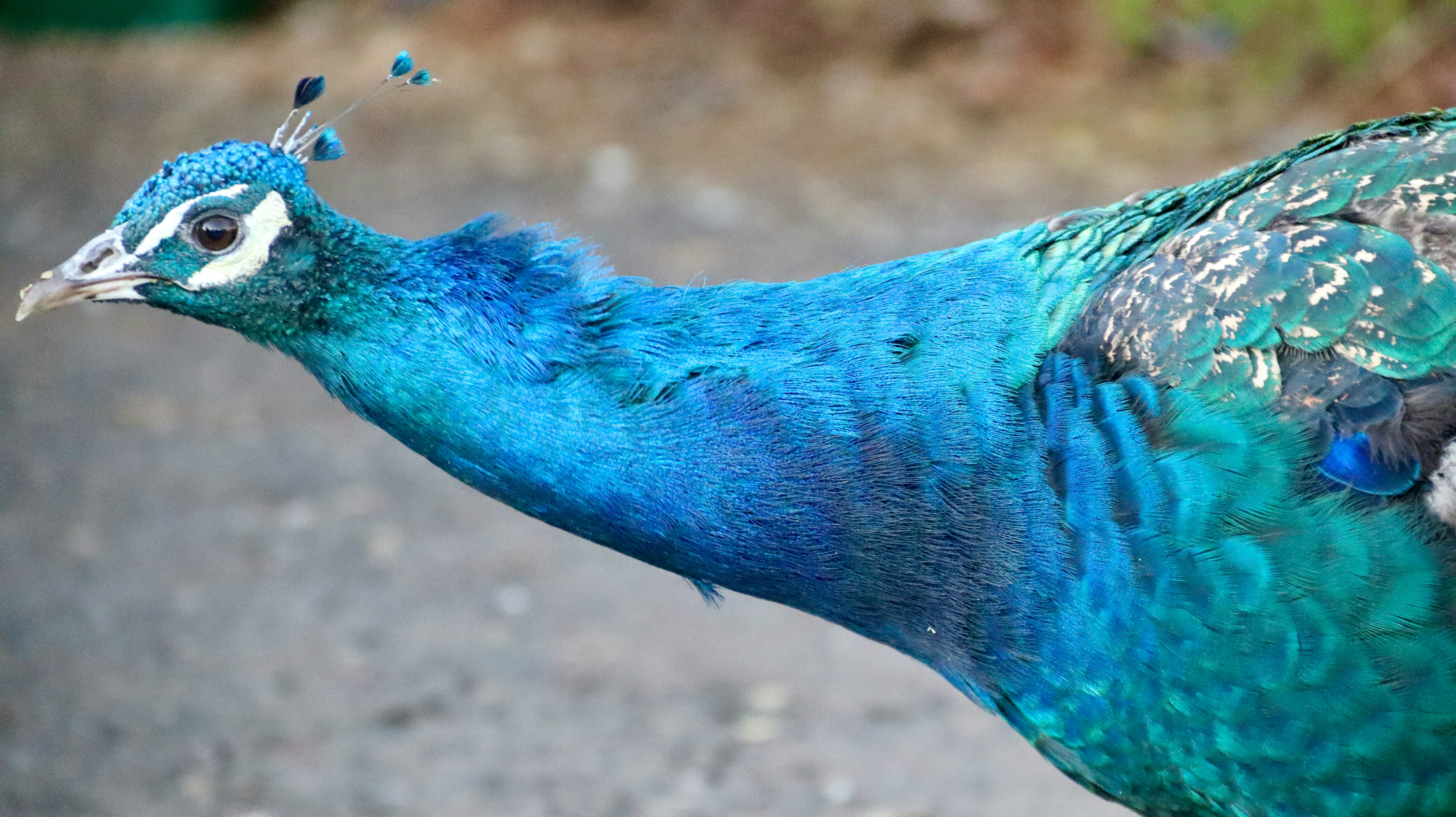 Iridescent Side View: A Peacock's Electric Blue Neck in a Quiet Gravel Scene