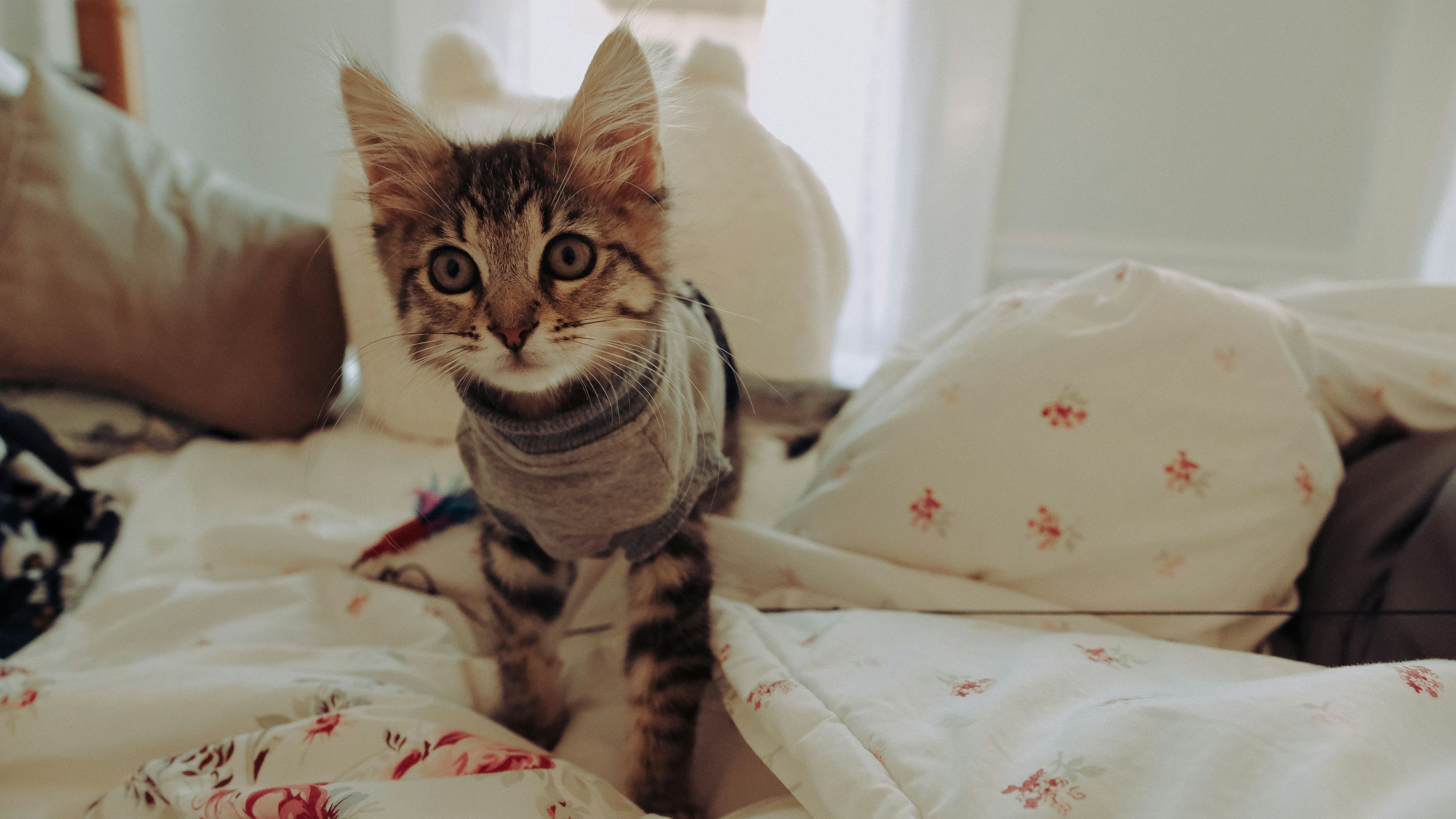 Curious Tabby in a Cozy Gray Sweater Reaches for Gentle Window Light