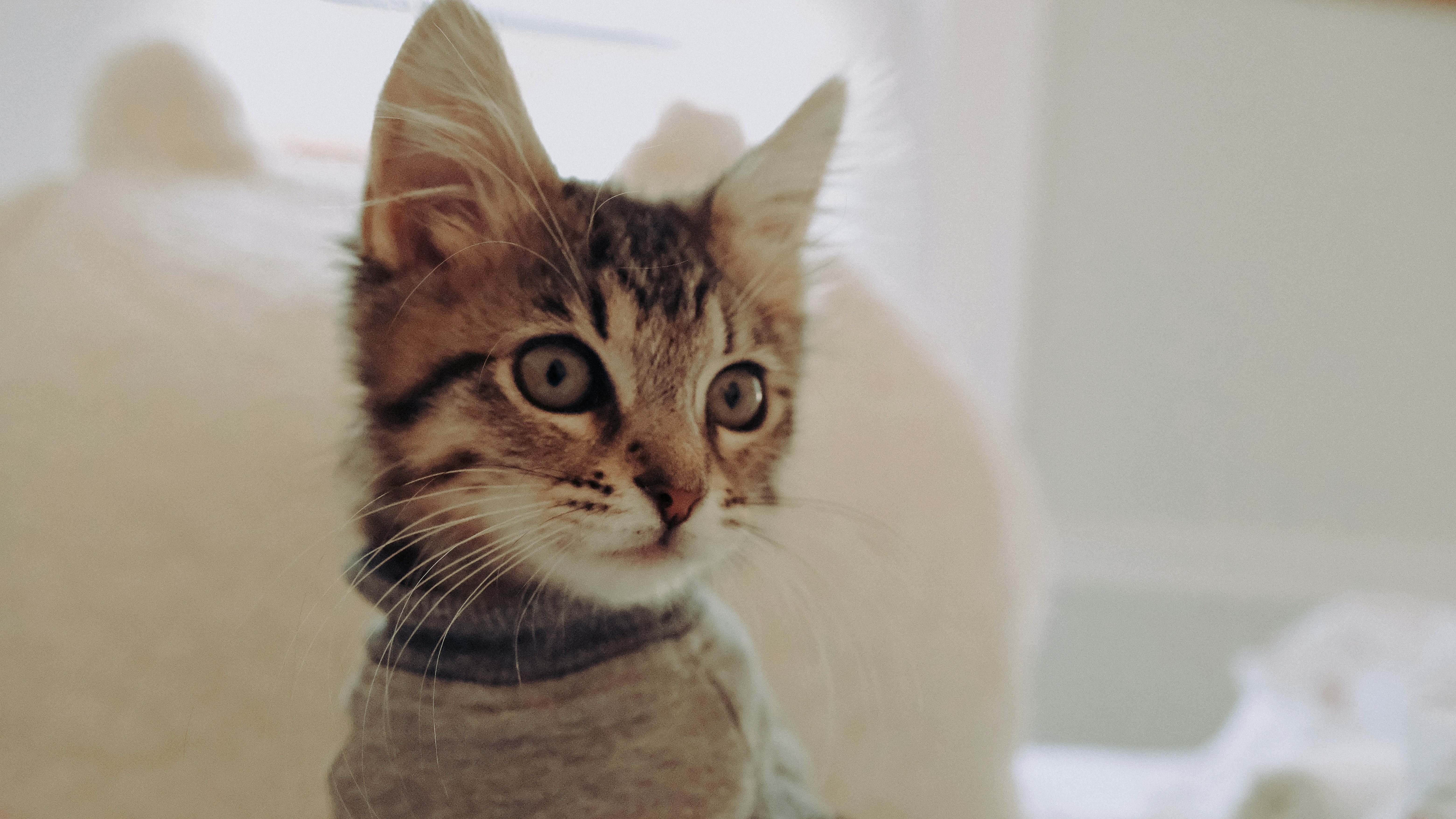 Gossamer Light, Curious Gaze: A Kitten Portrait in Soft Window Light