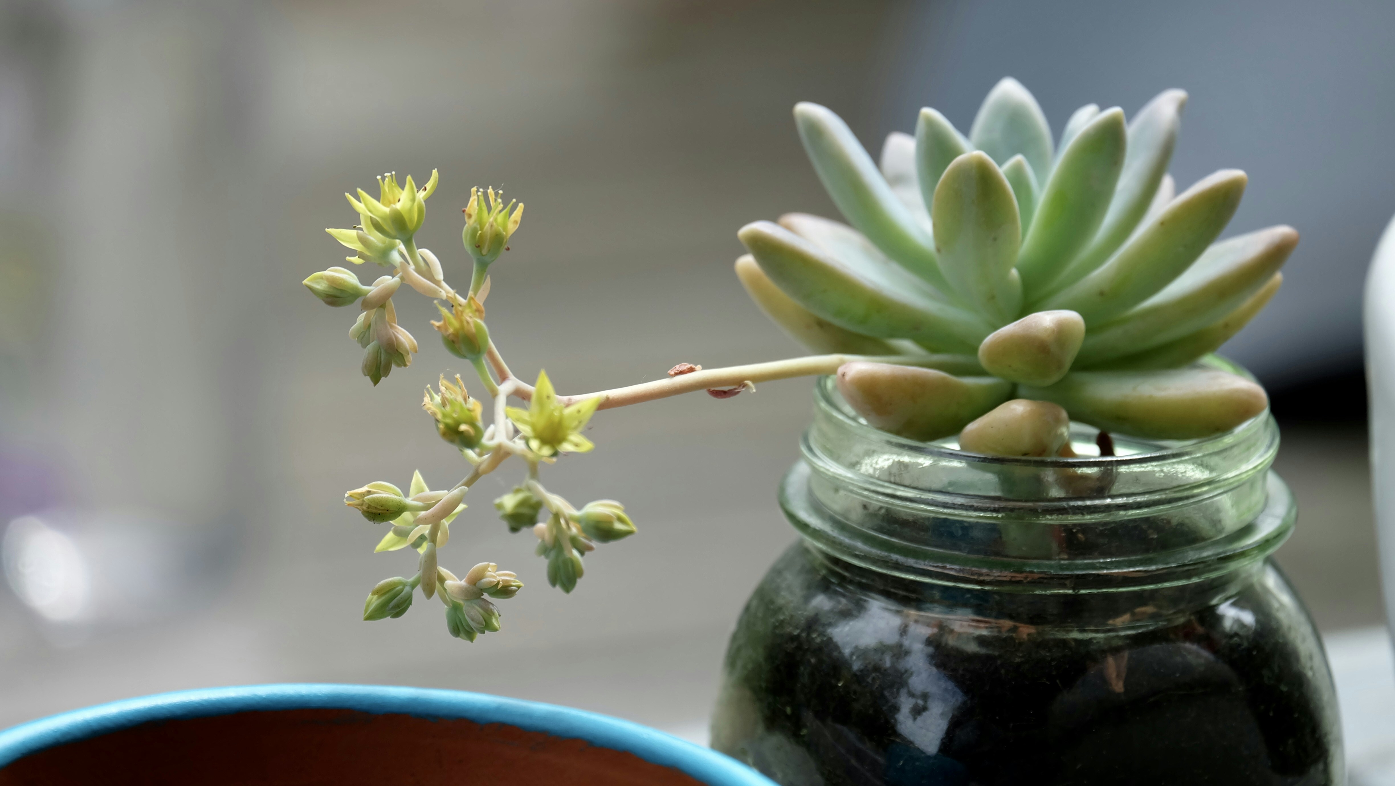 Succulent in a Jar: A Quiet Moment of Green on Glass