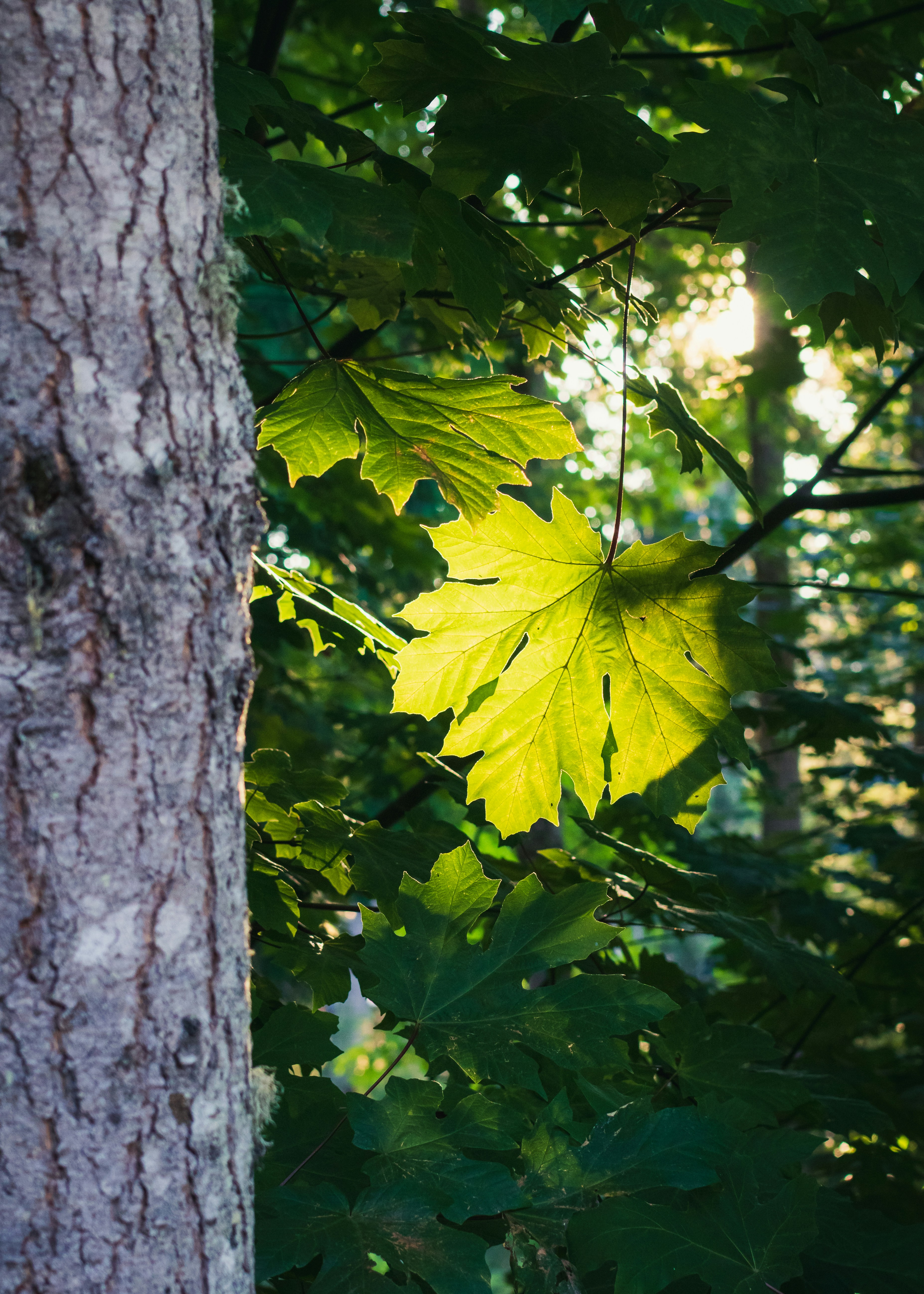 A vibrant green leaf illuminated by sunlight, set against a backdrop of dark foliage and tree bark.
