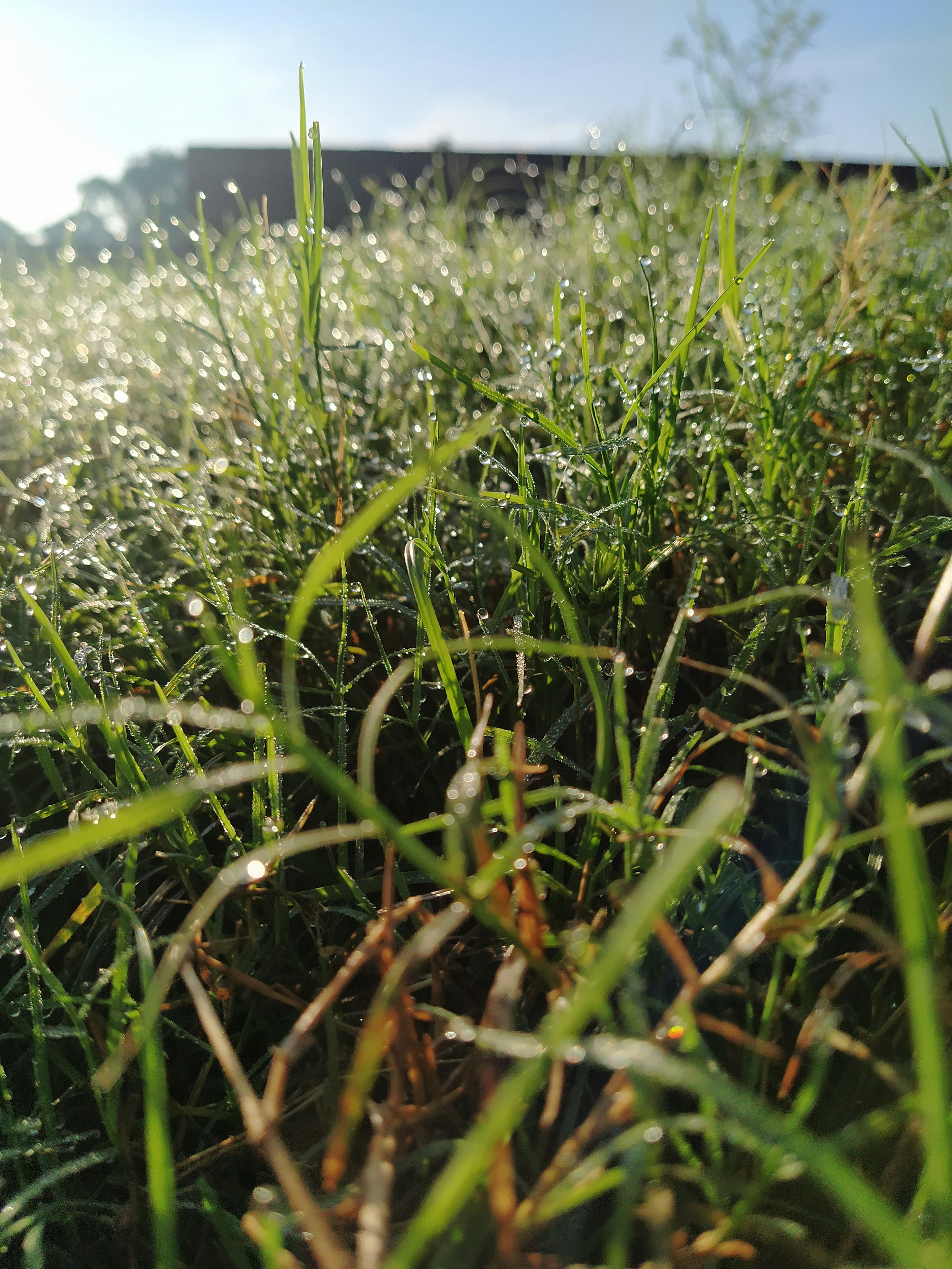 Close-up of dew-covered grass blades sparkling in the morning light, showcasing the beauty of nature's details.