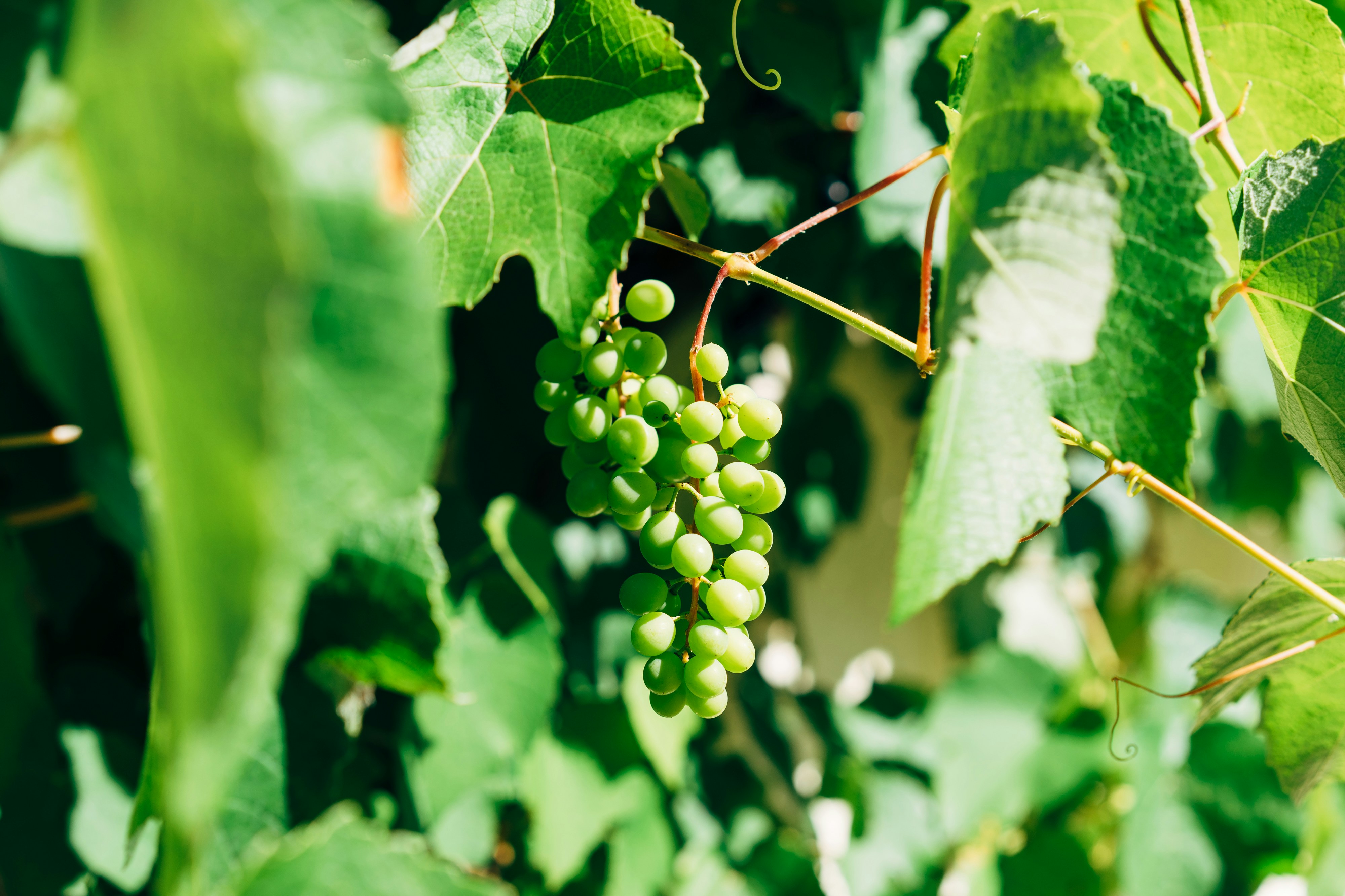 White Grape Pictures | Download Free Images on Unsplash