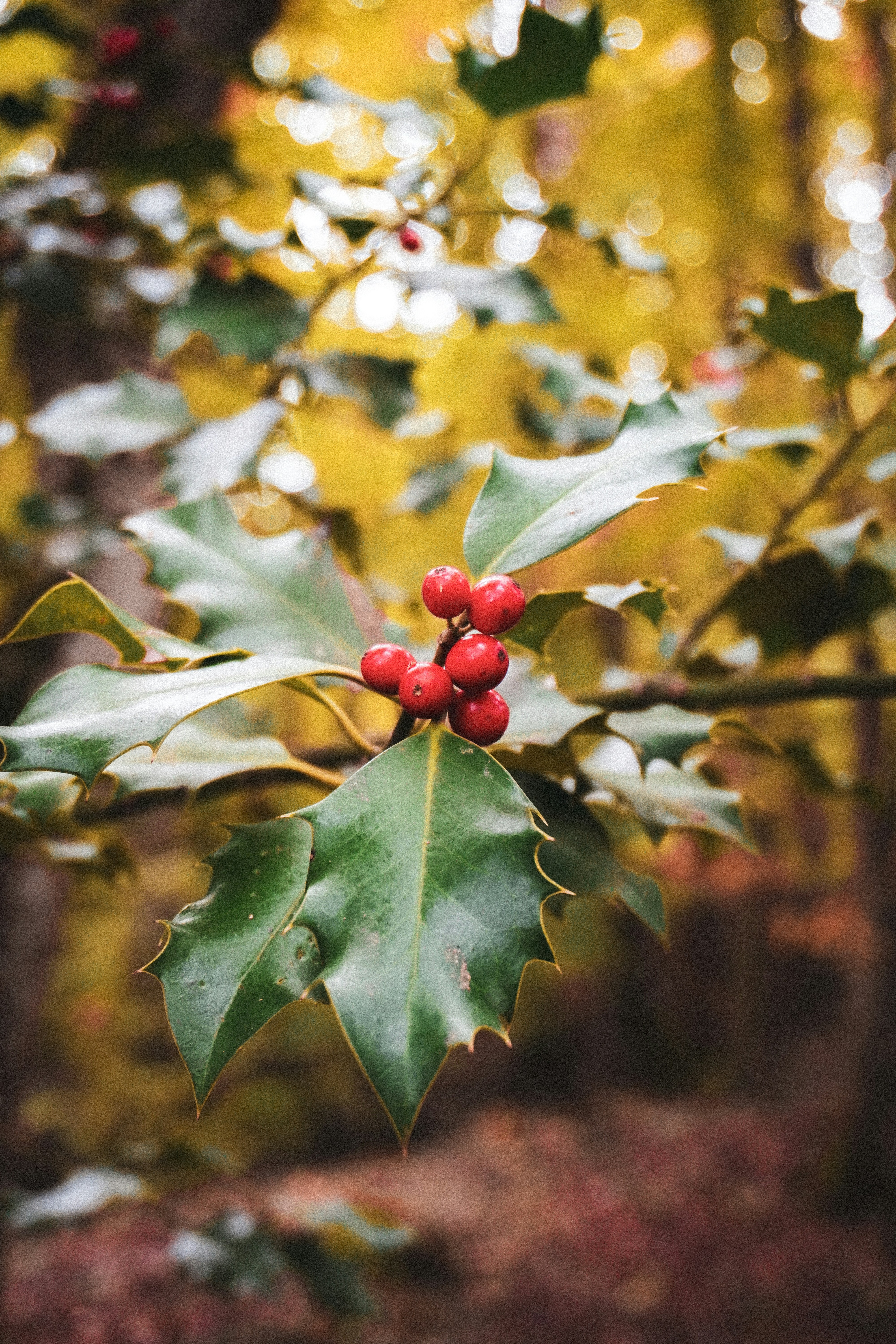 Sony A6100 Sample Shots