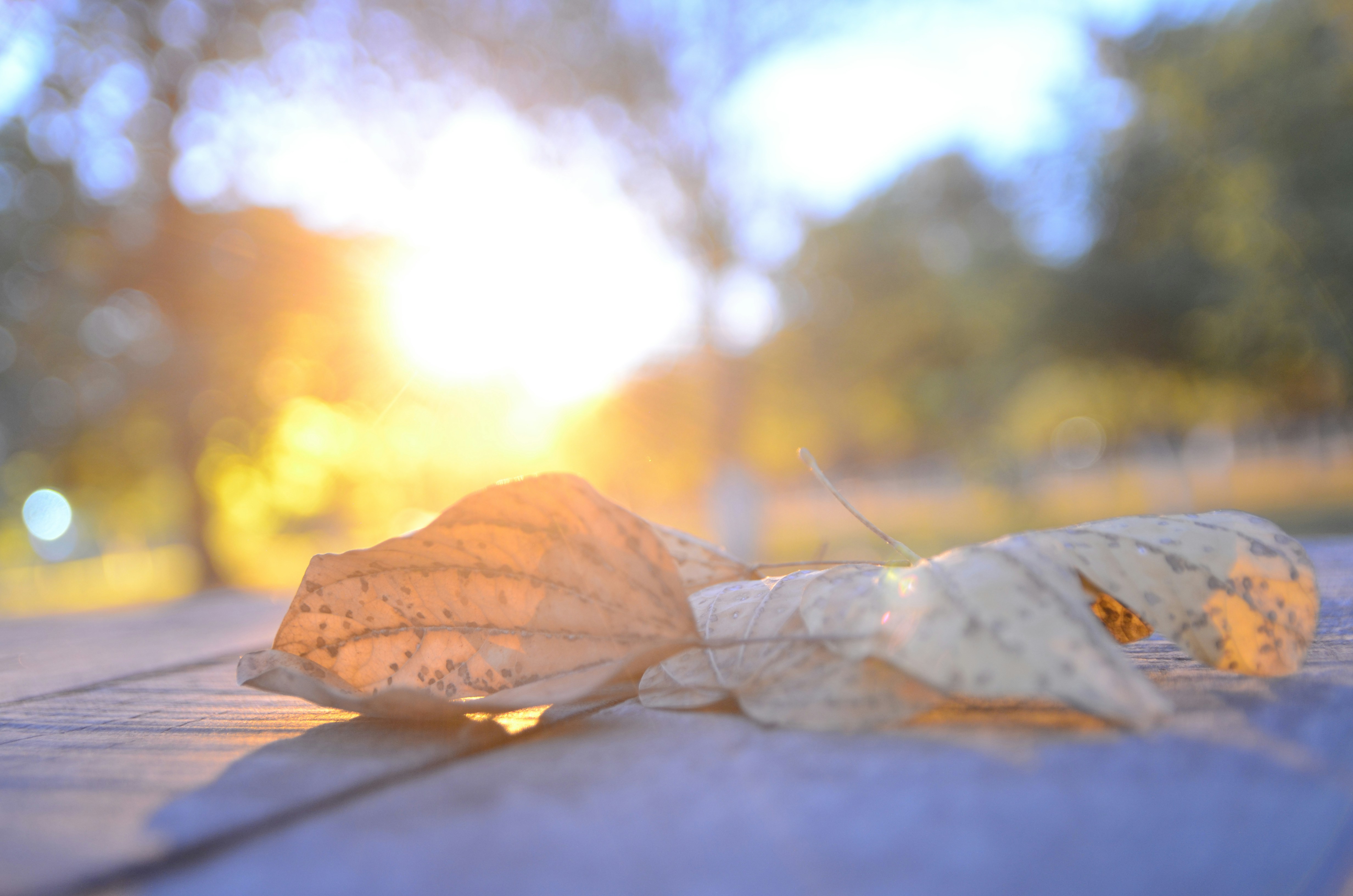 First Light on a Fallen Leaf: Quiet Warmth Across Weathered Wood