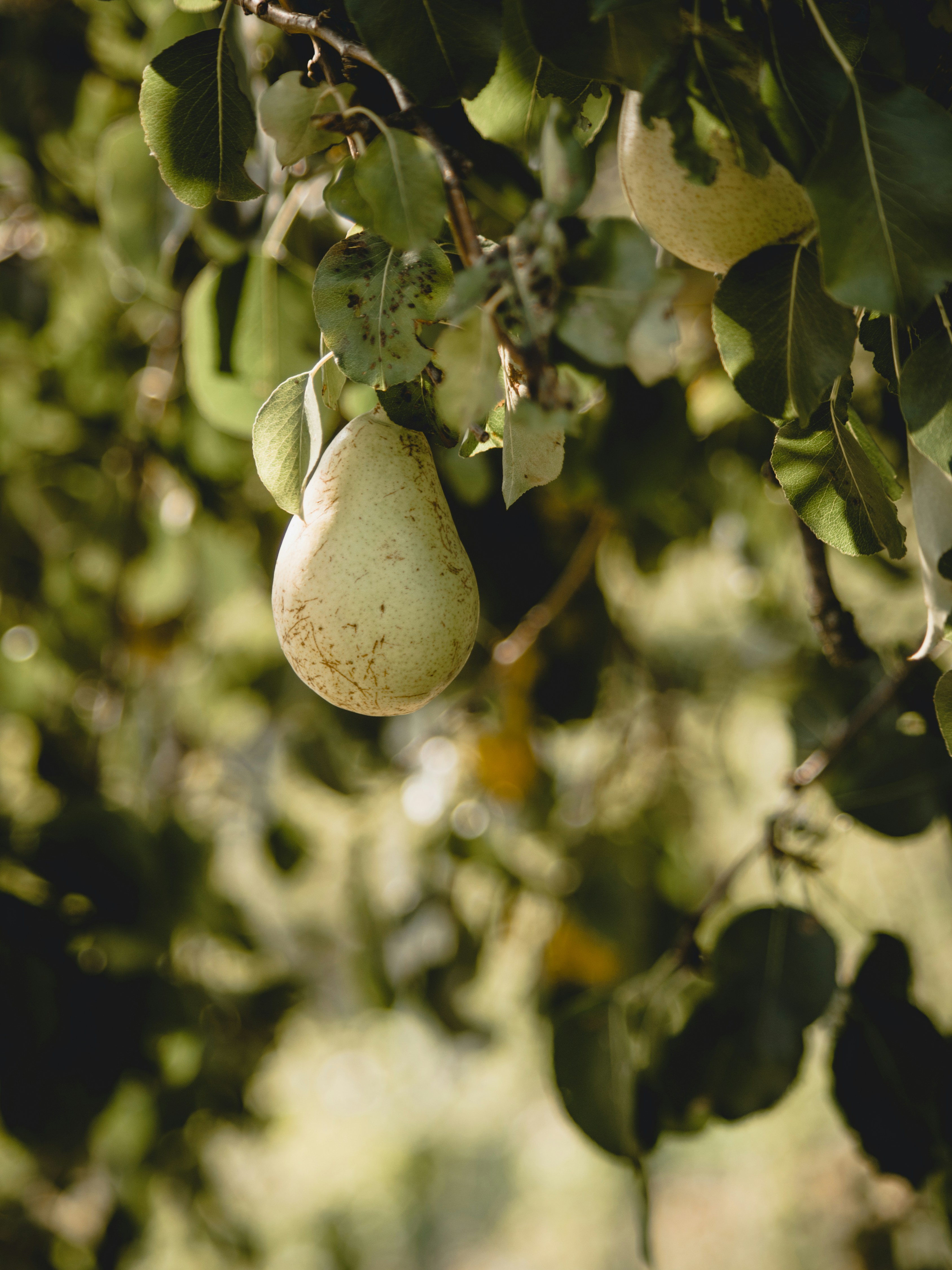 A lone pear hangs from a branch in a sunlit orchard, with green leaves and a softly blurred background.