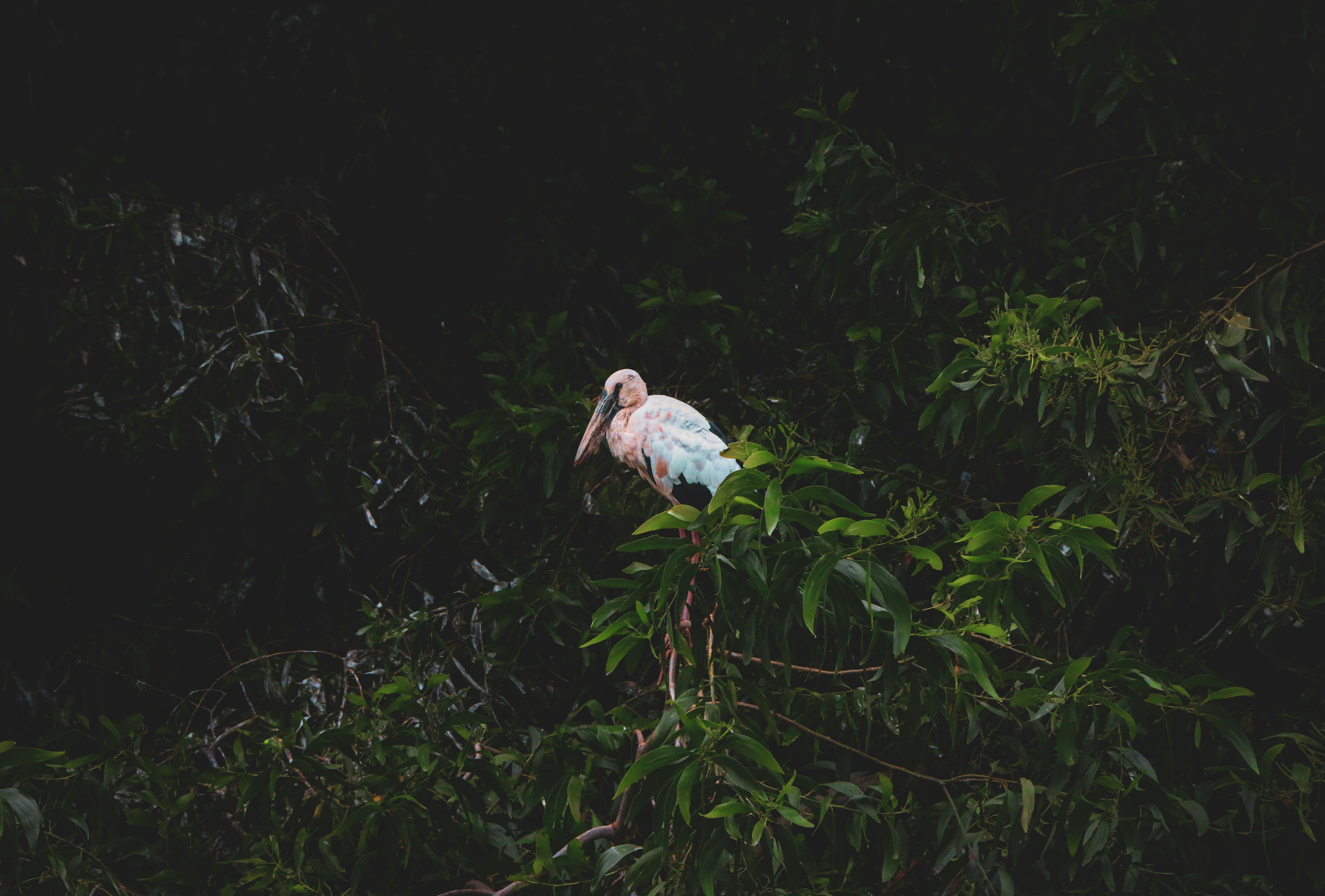 Pale Ibis perched in a shadowed tropical canopy