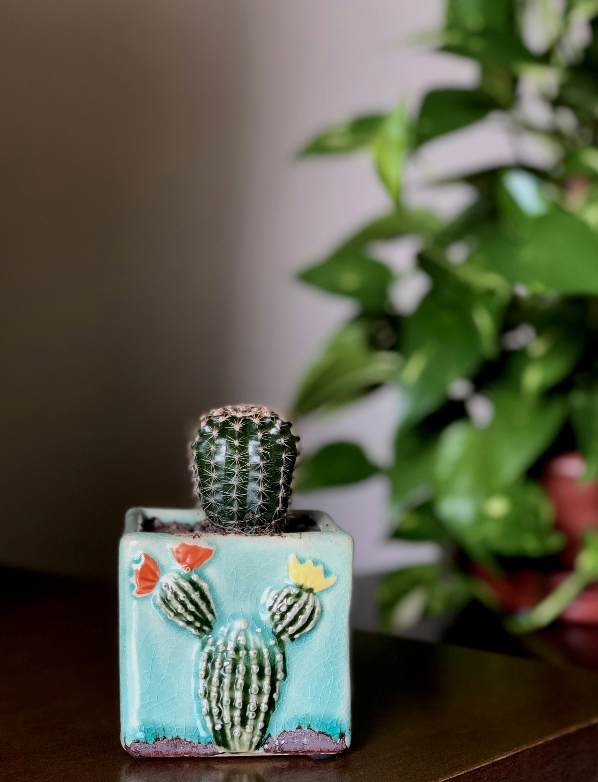 Little Cactus