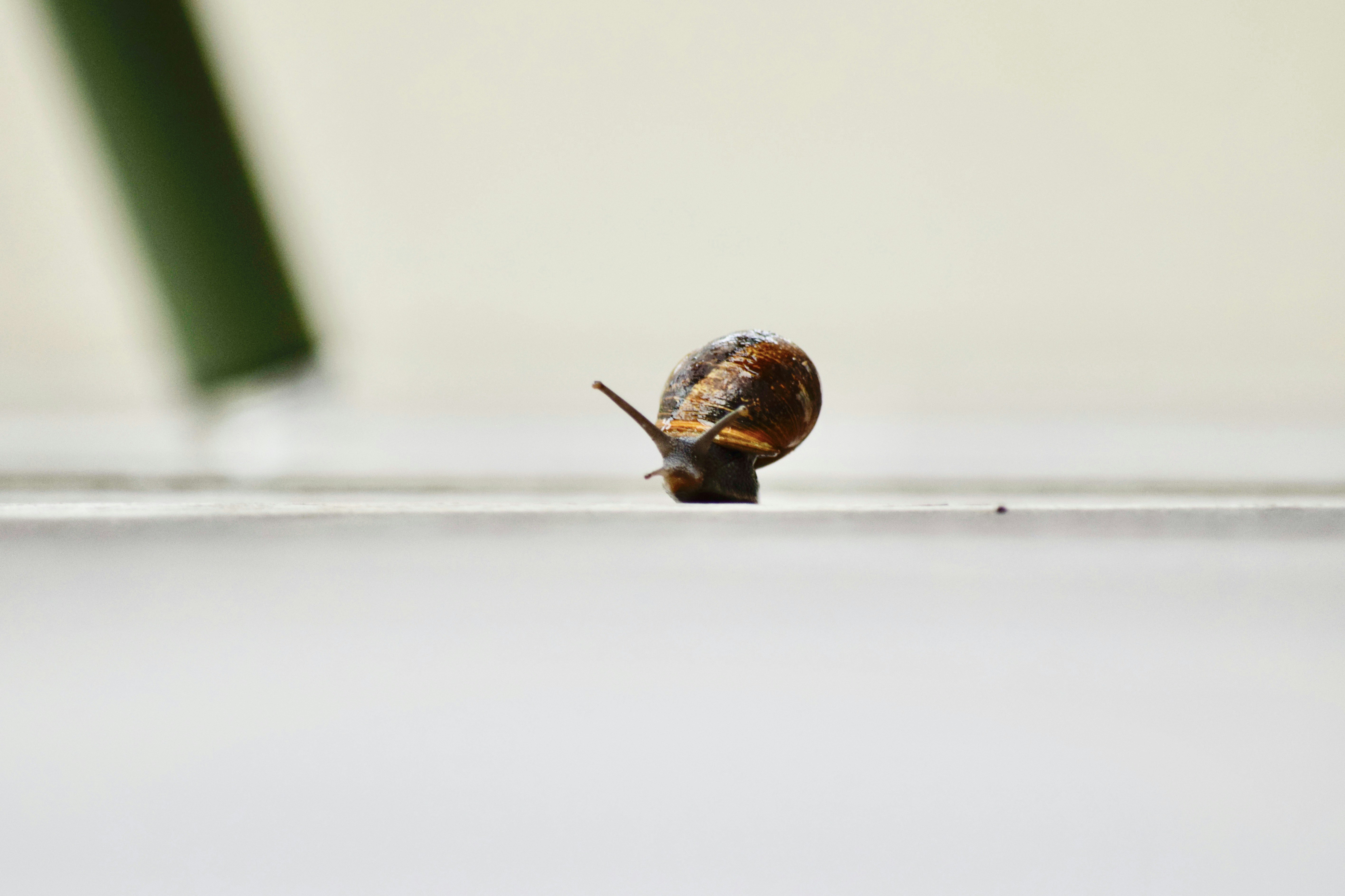 Minute Traveler on a White Stage: A Macro Snail in Quiet Focus