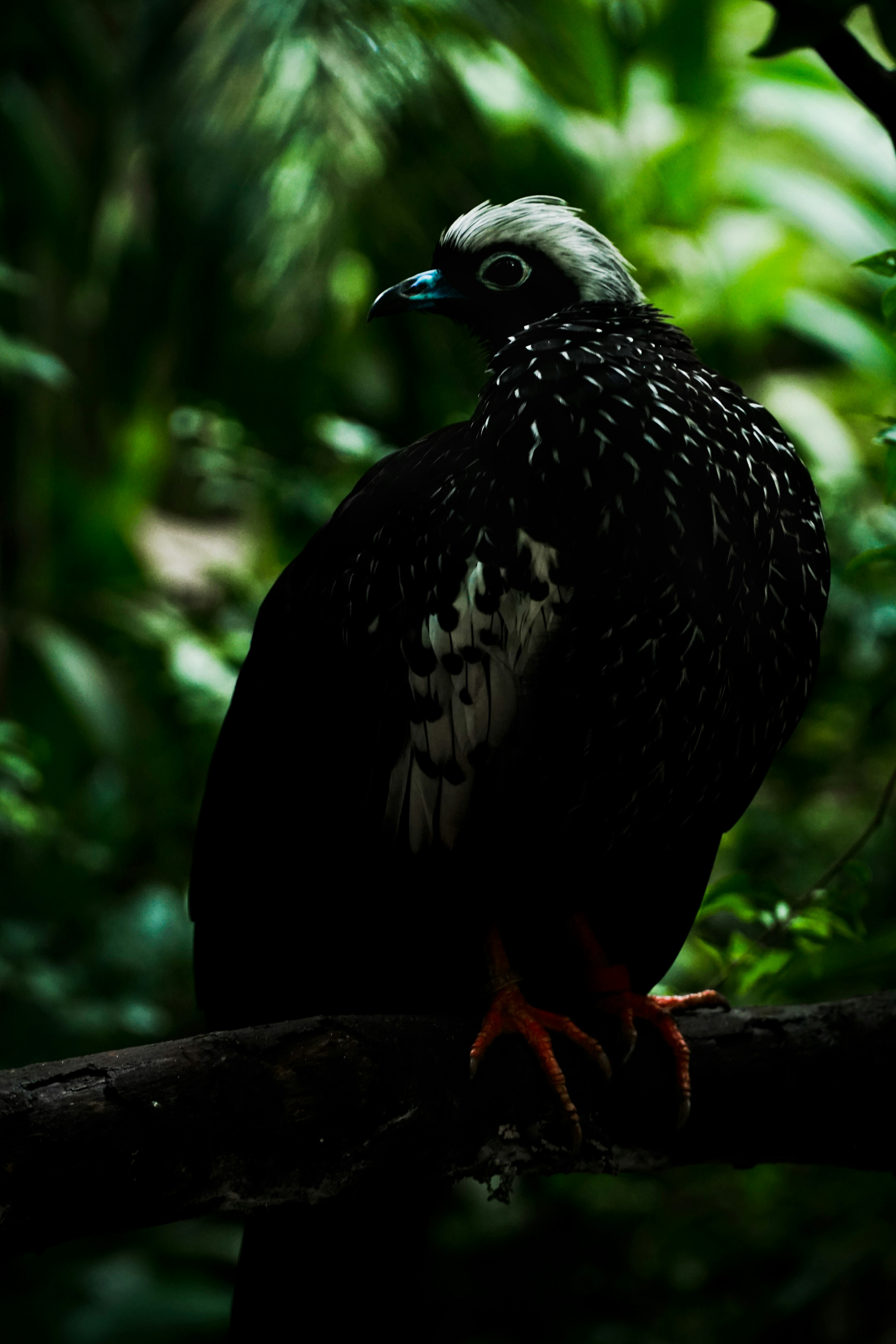 Shadowed Crest: A White-Crested Bird Perched in Jungle Green