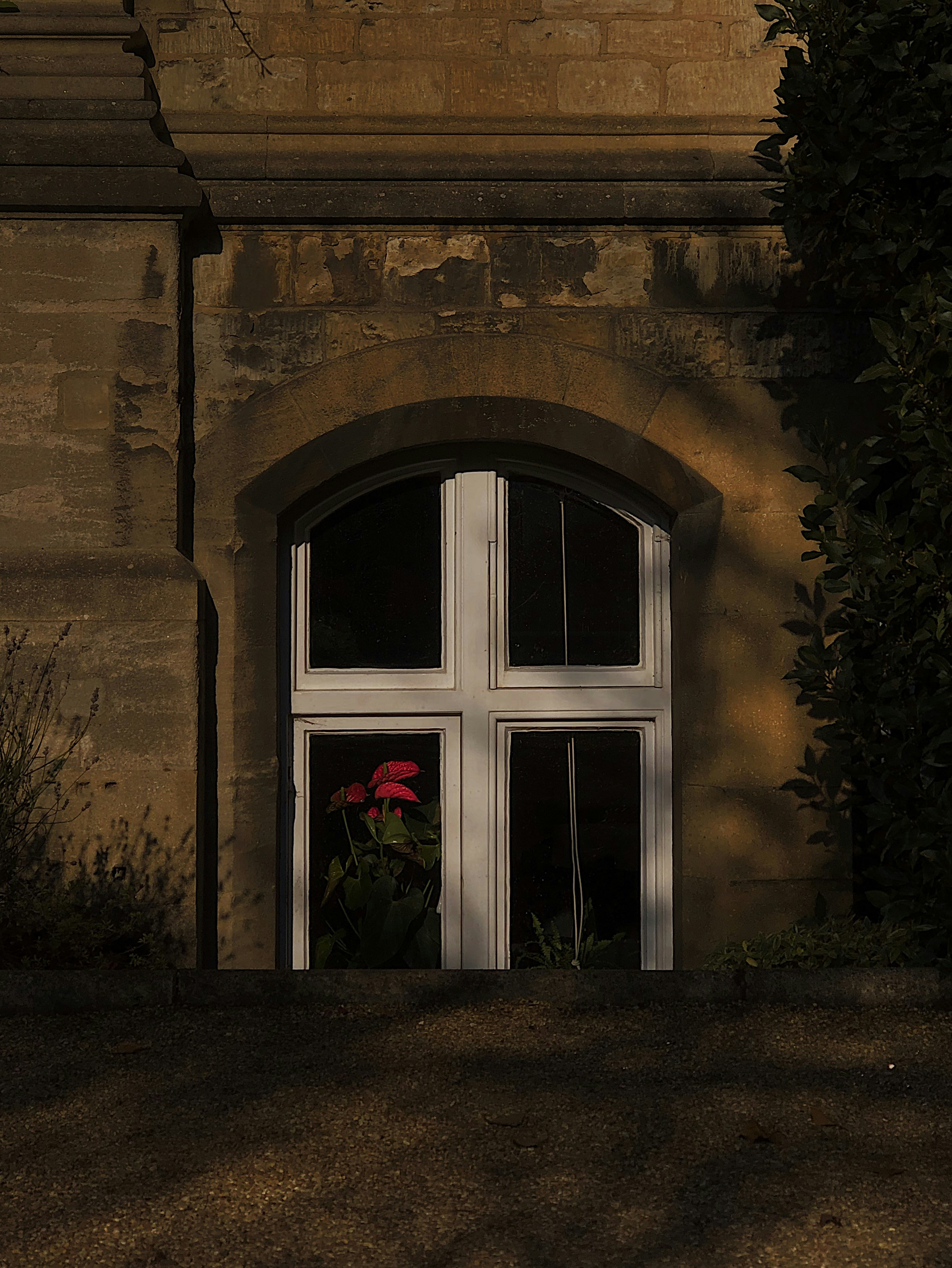 Whispers of Nature Through the Window