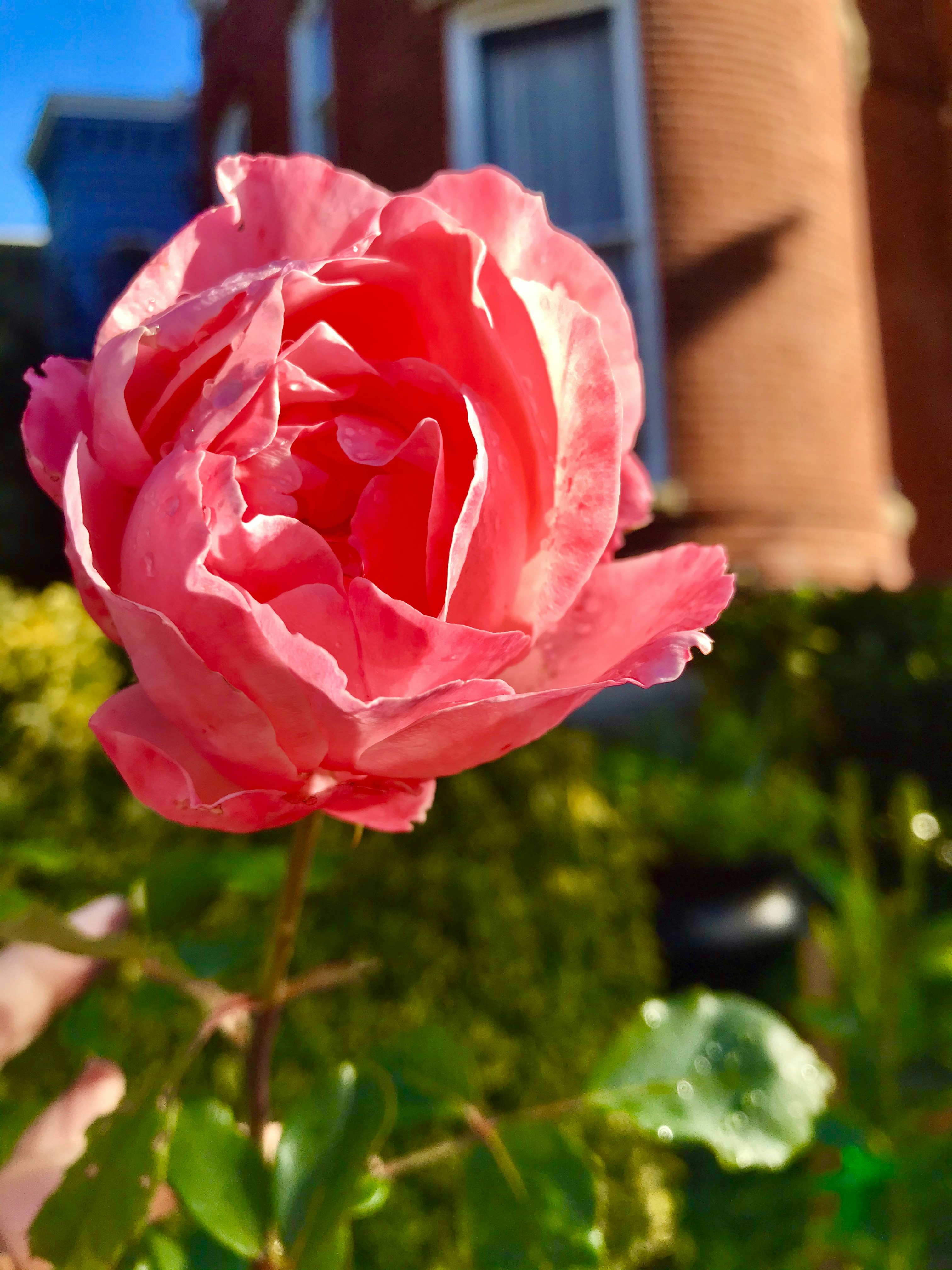 Close-up of a vibrant pink rose with dew-kissed petals, set against a blurred background of greenery and brick architecture.