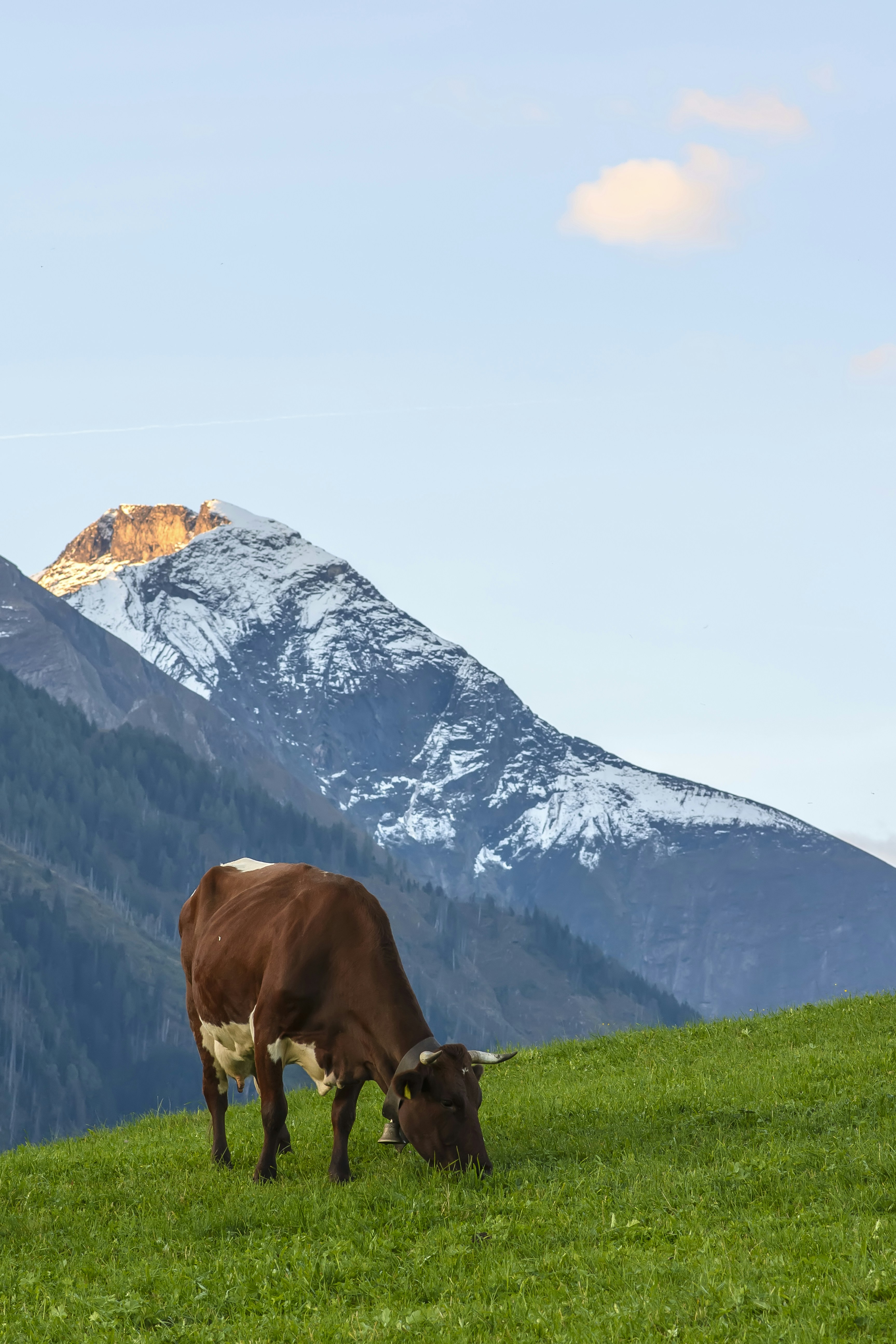 Brown cow grazing on lush green grass with majestic snow-capped mountains in the background.