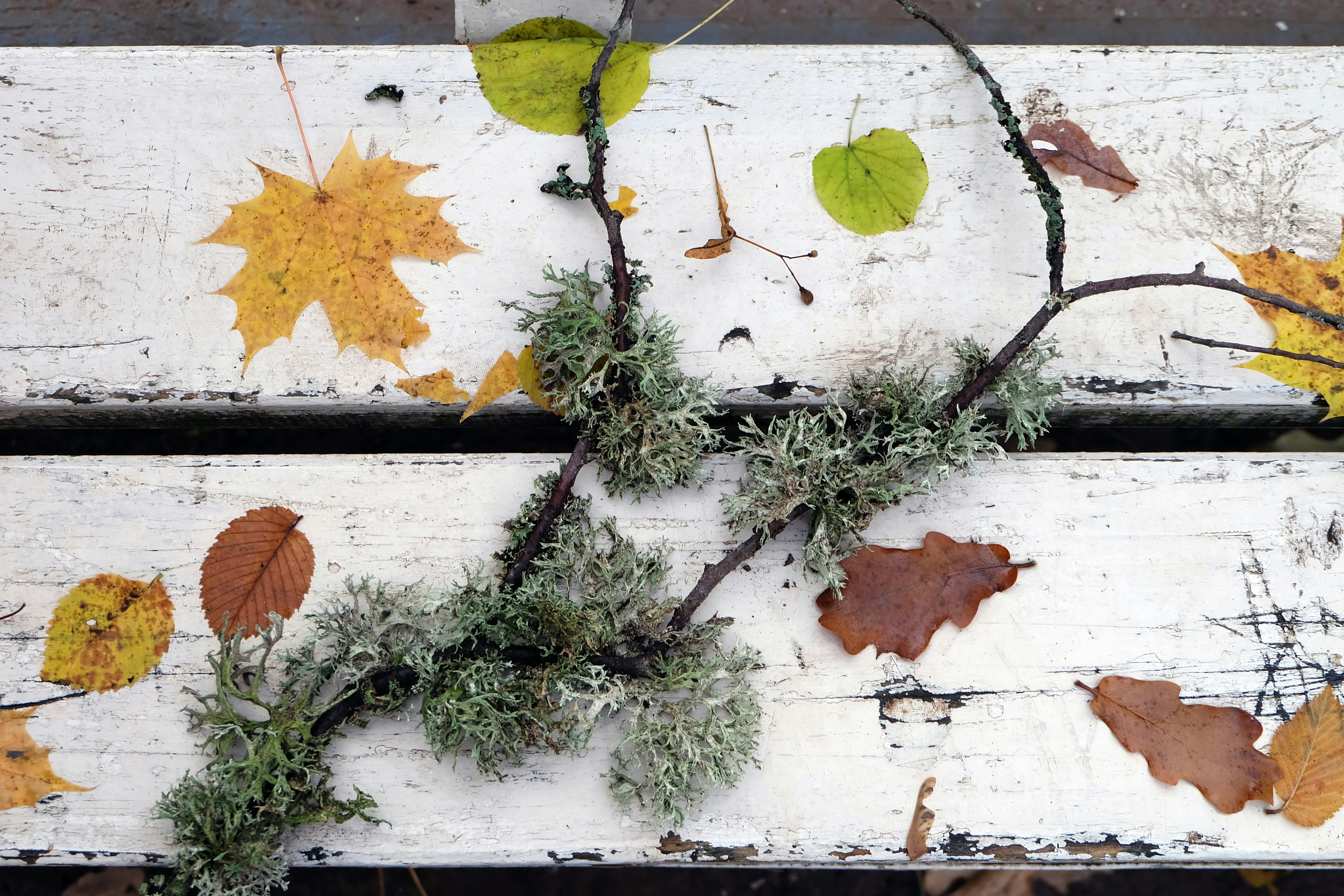 Moss-Curved Vine on Weathered Planks Amid Autumn Leaves