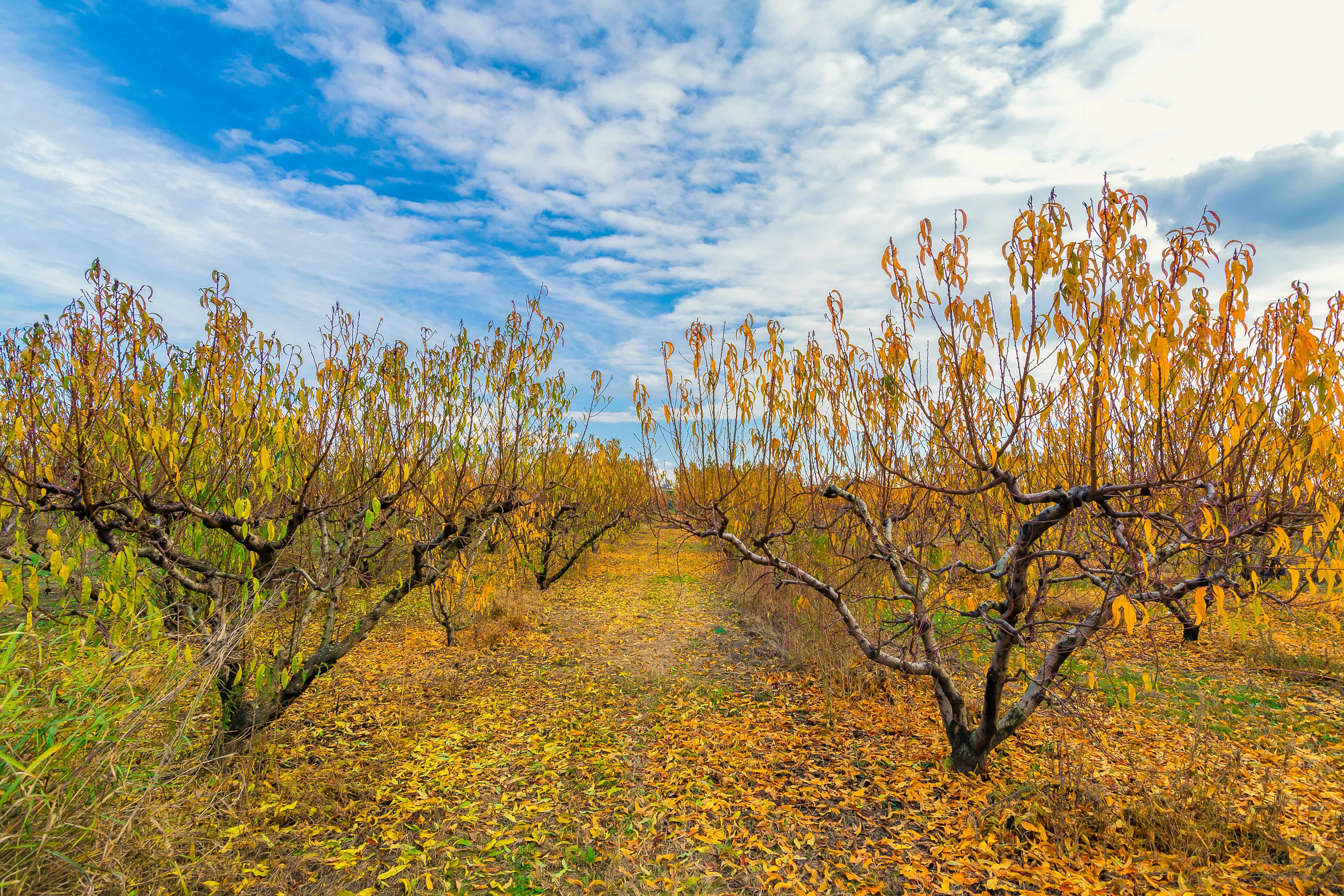 Golden-leaved trees line a path in a tranquil orchard, with fallen leaves carpeting the ground and a vast sky overhead.