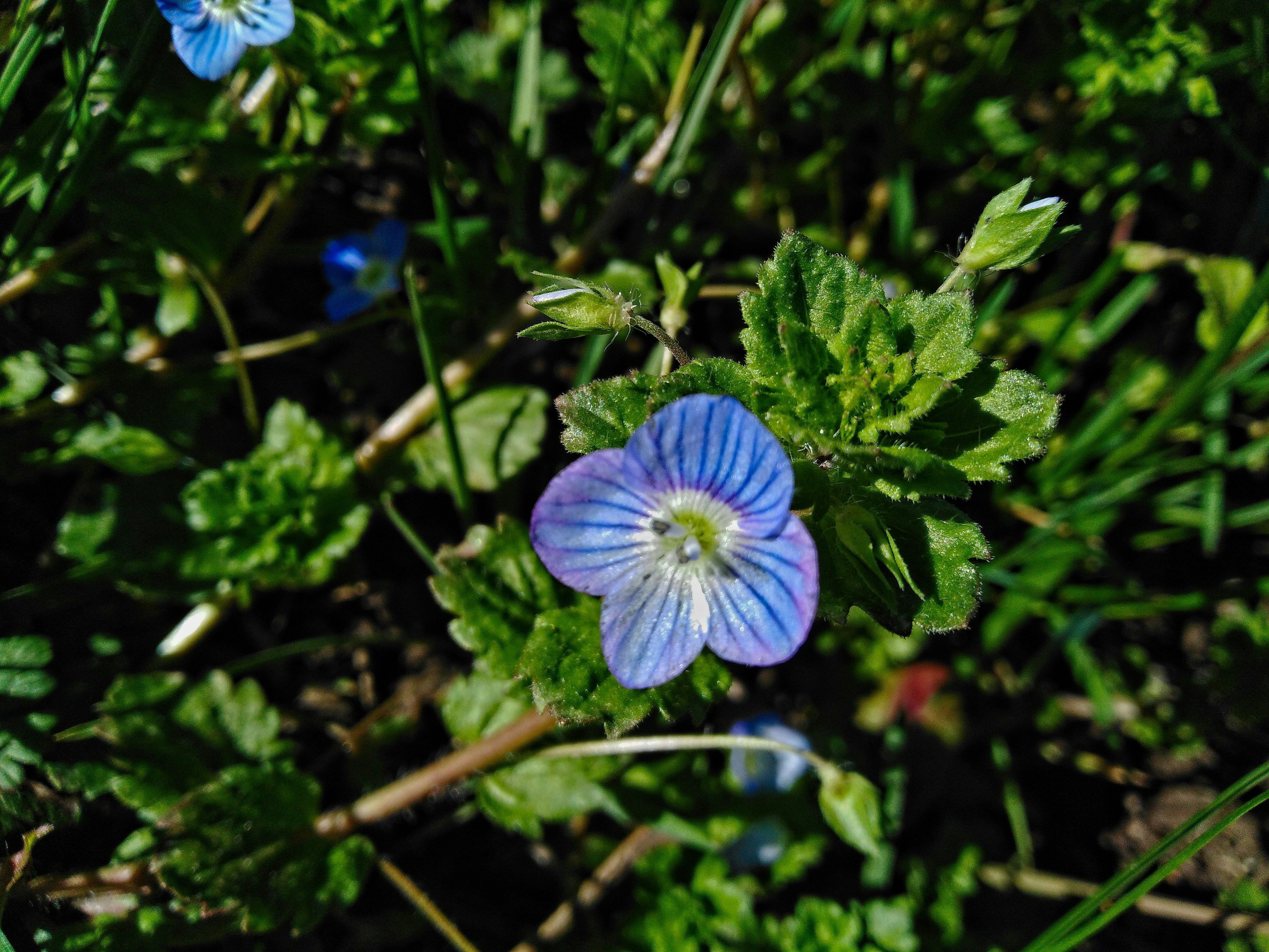 Close-up of a purple flower surrounded by vibrant green foliage. The intricate details of the petals and leaves are highlighted against the natural backdrop.