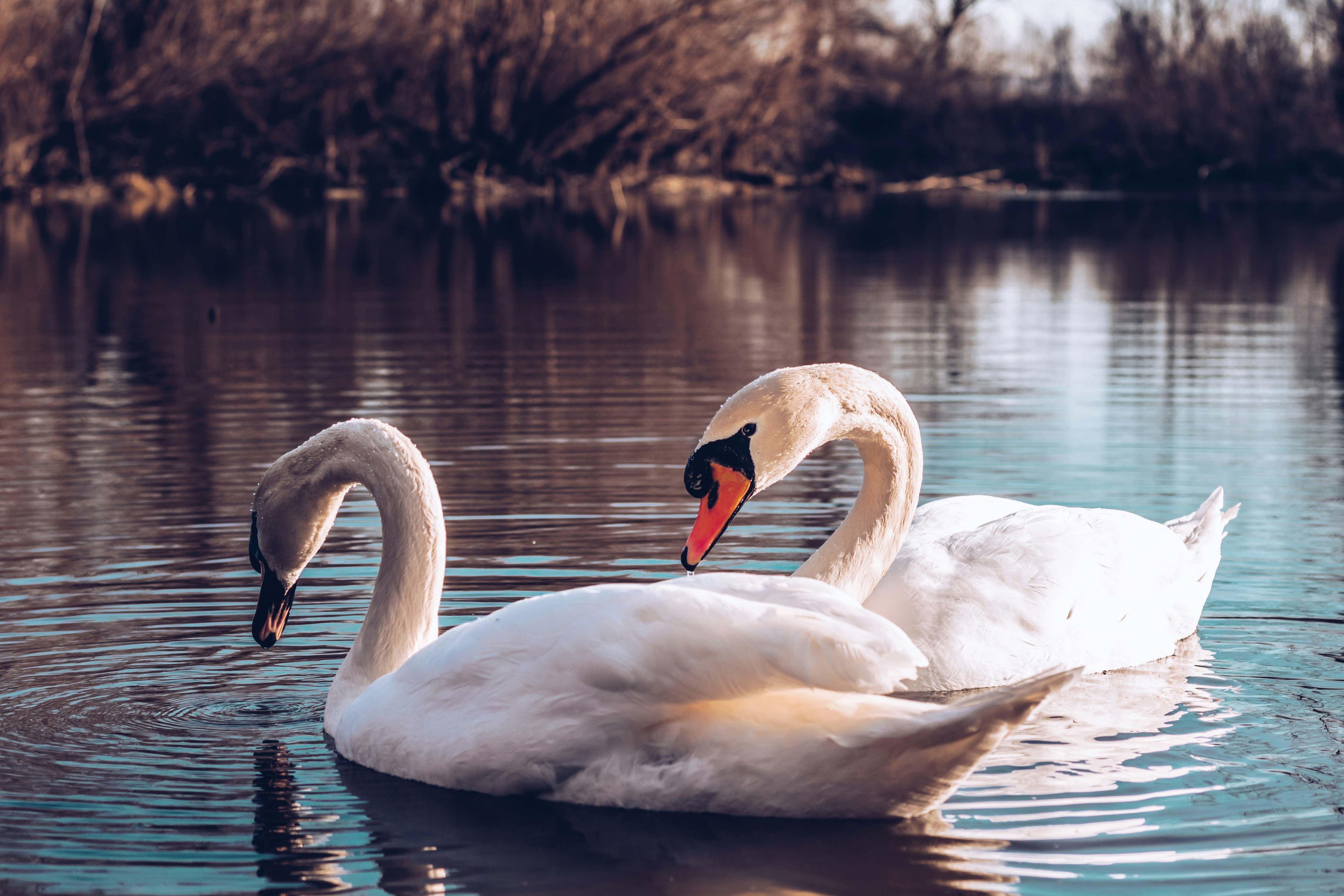 Evening Glide: Twin swans on a glassy lakescape