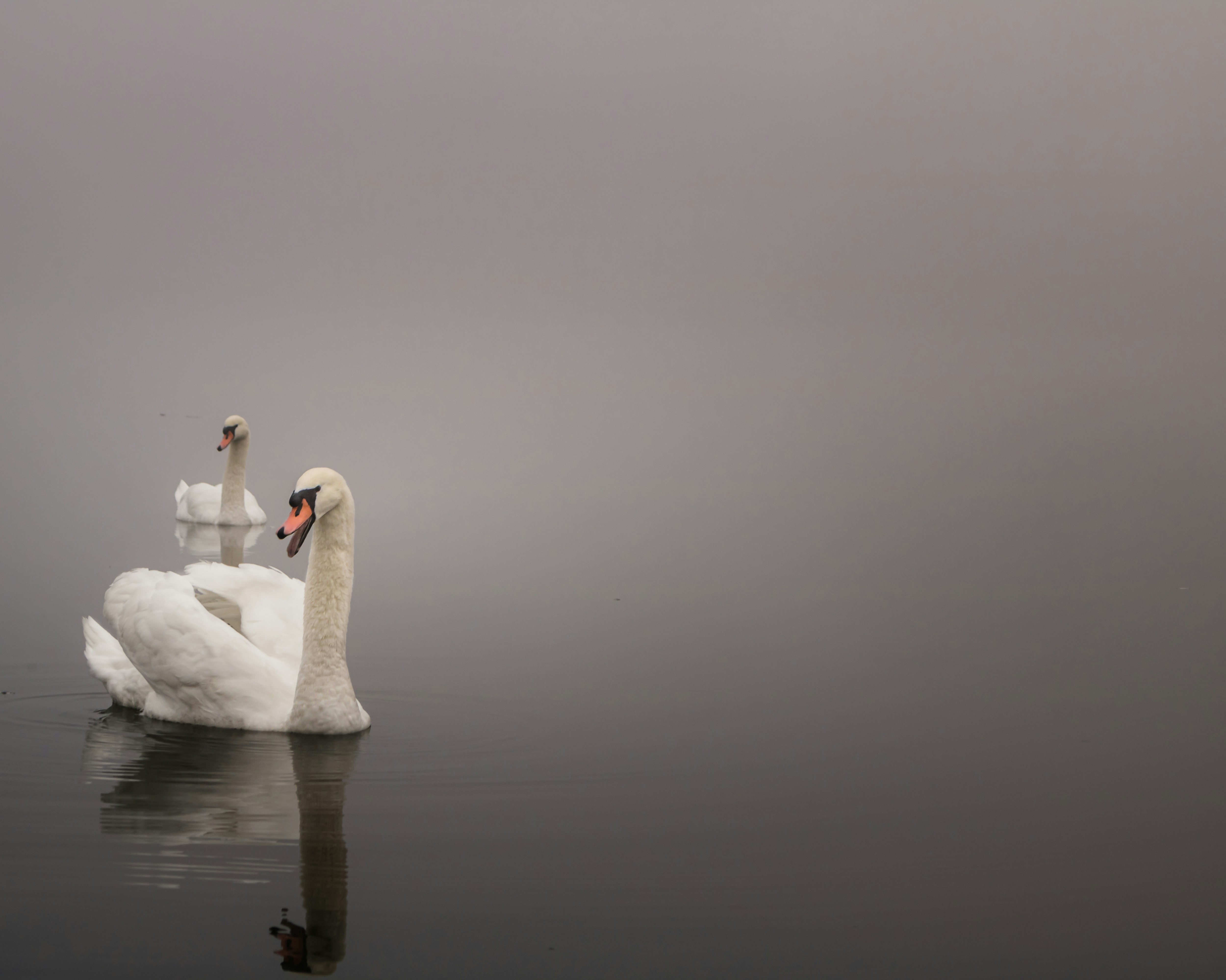 Swans in a fog on a cold winter day
