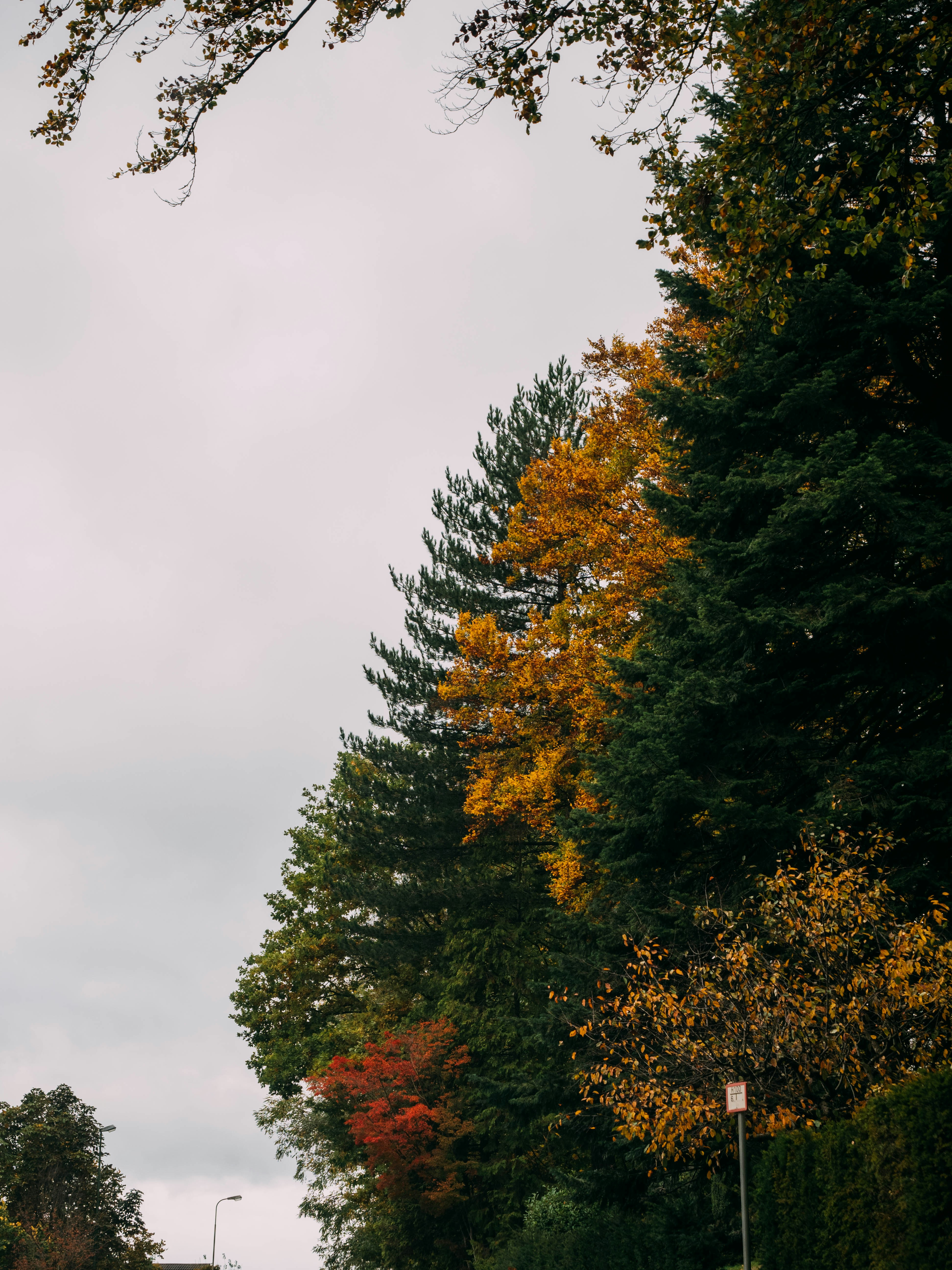 Autumn Edge: Trees in Echoing Silence