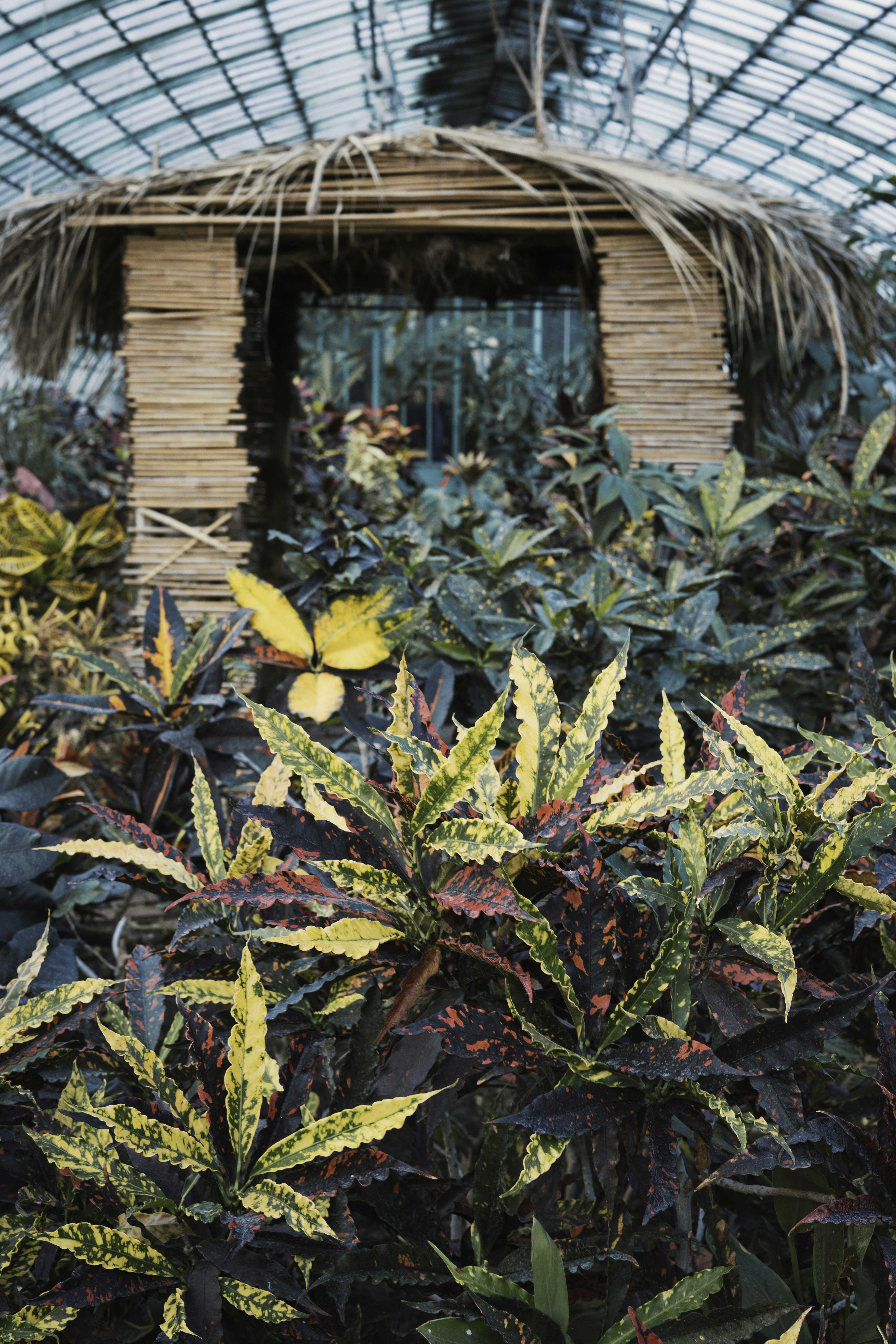 Vibrant croton plants in a lush greenhouse setting, with a striking yellow butterfly hovering amidst the foliage. A rustic thatched structure frames the scene.