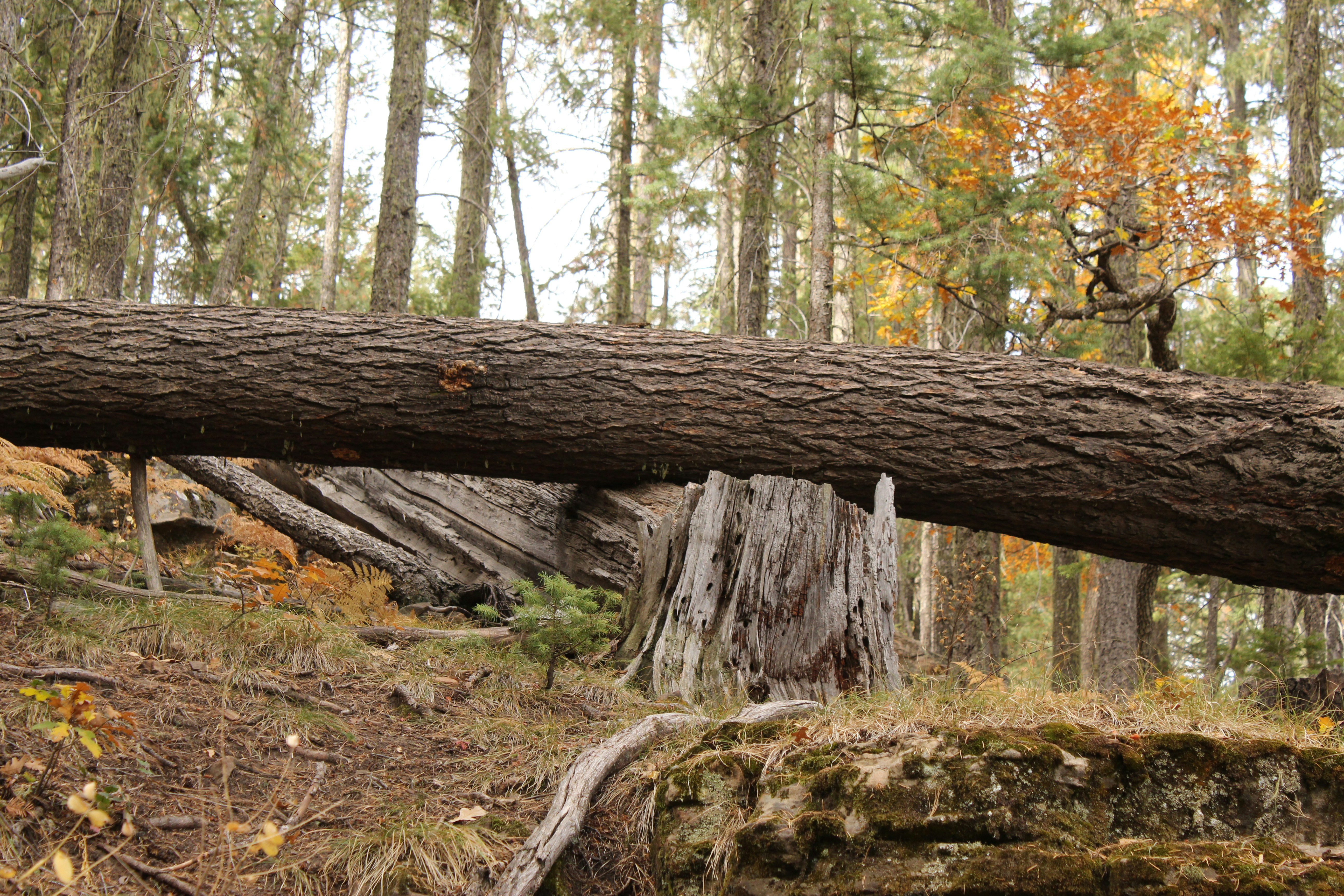 Fallen Cedar Over a Quiet Autumn Forest Floor