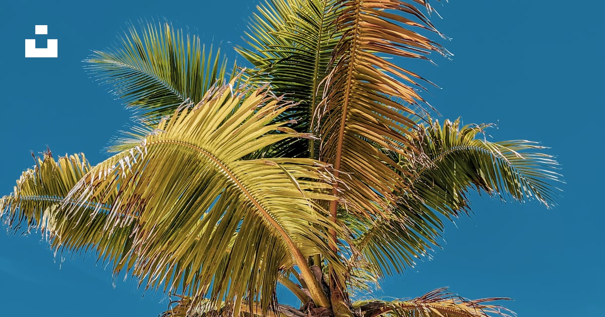 Green Palm Tree Near Sea During Daytime Photo Free Baa Atoll Image On