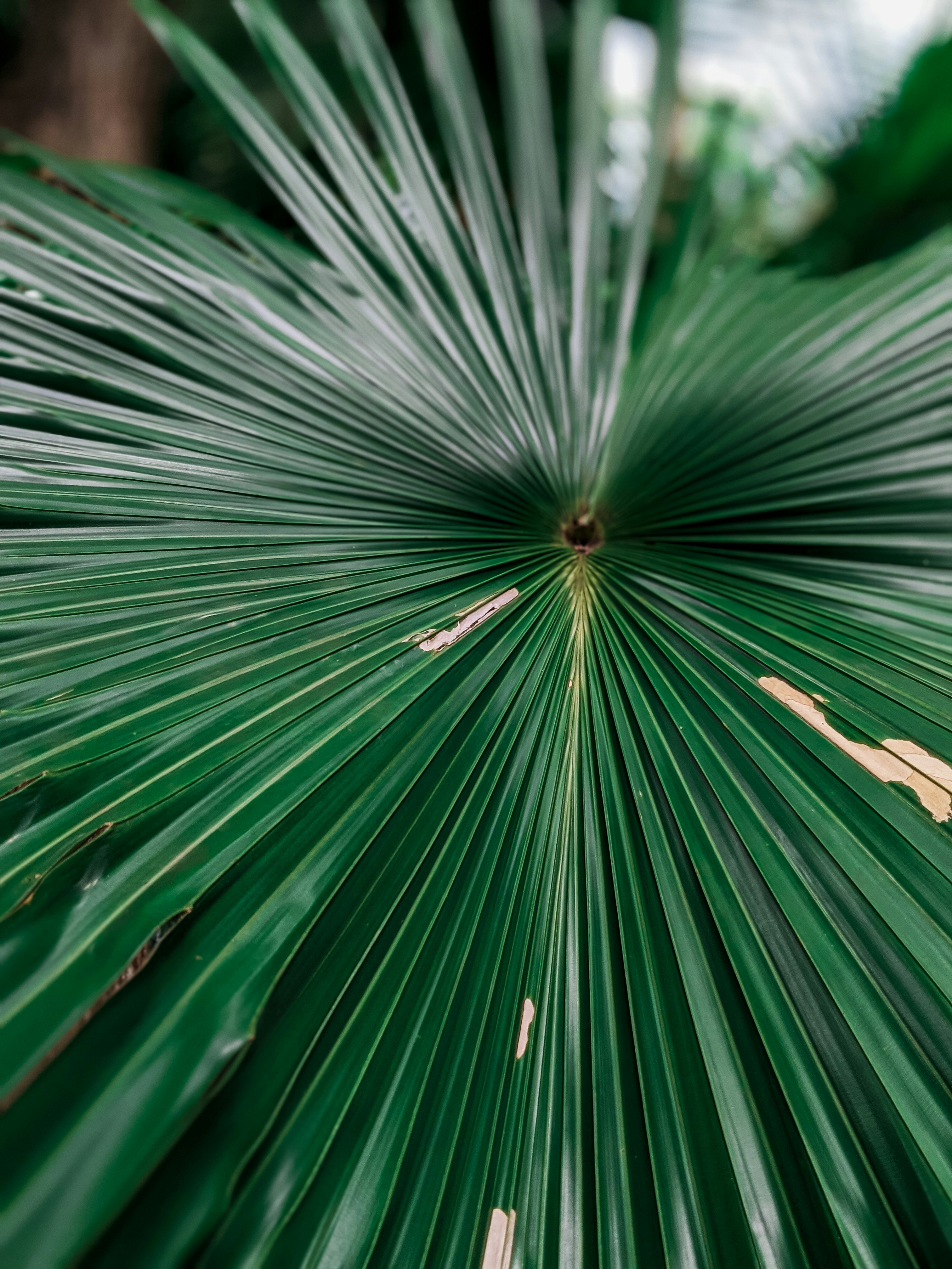 Palm Frond Pictures | Download Free Images on Unsplash