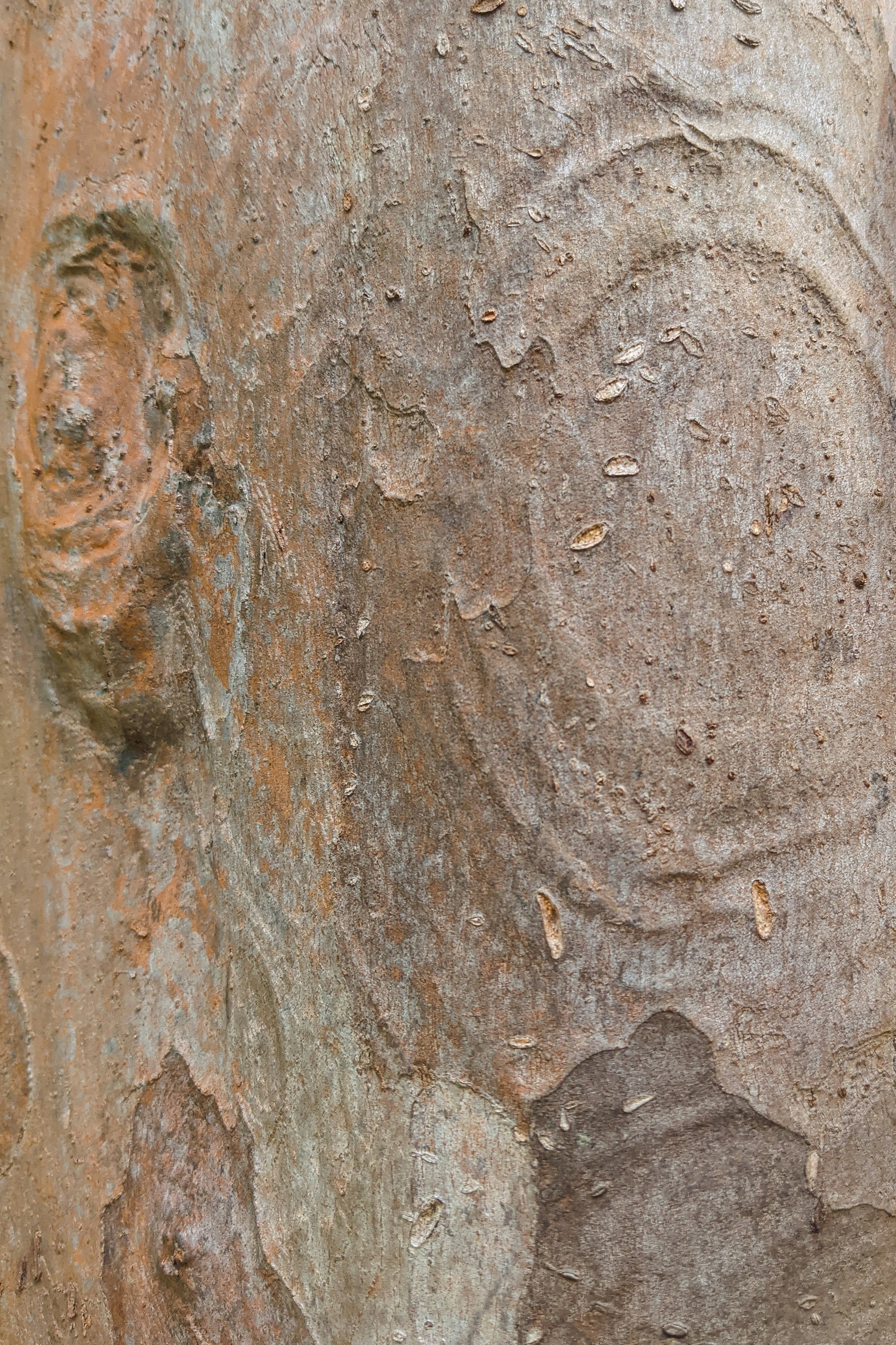 Close-up of a tree trunk showcasing intricate patterns and textures formed by bark and natural wear. The earthy tones highlight the organic beauty of the wood.