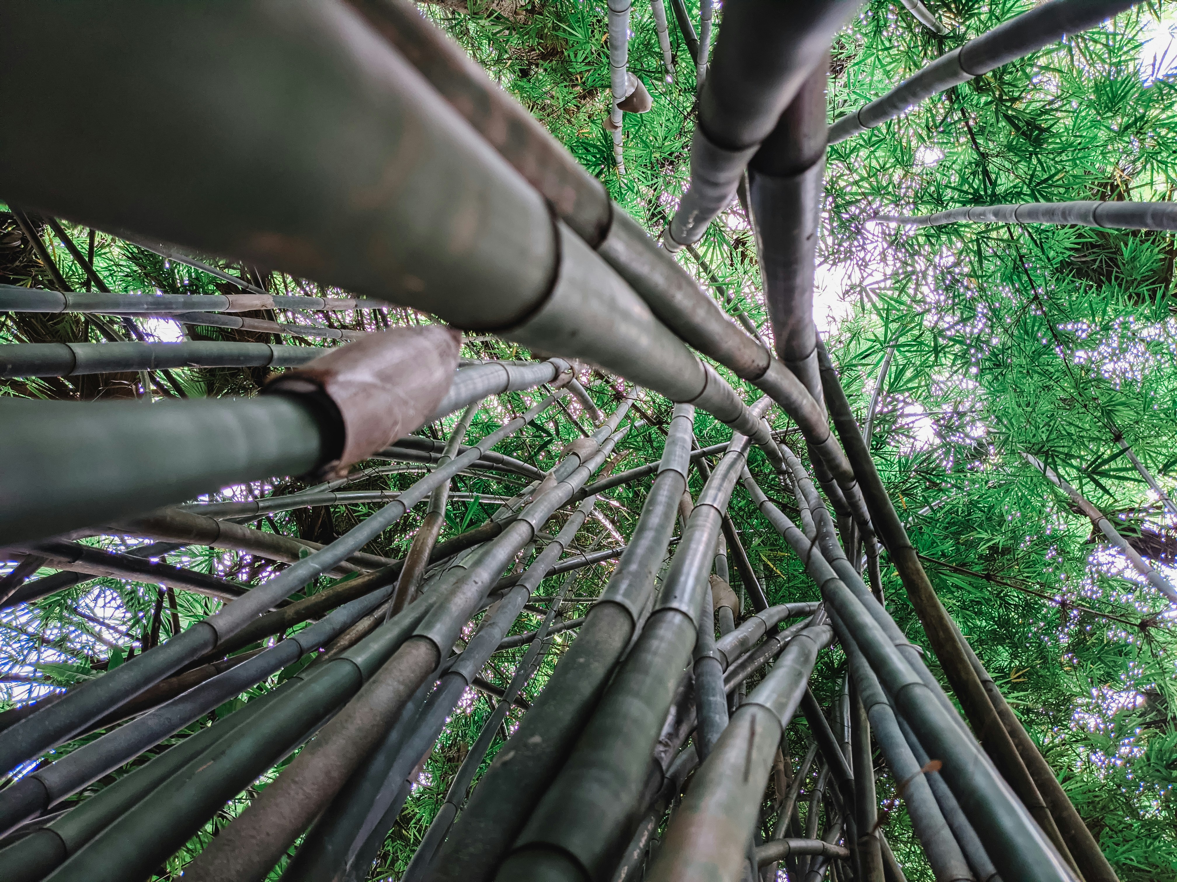 Culms Converge: a Bamboo Cathedral Reaching Toward Green Canopy