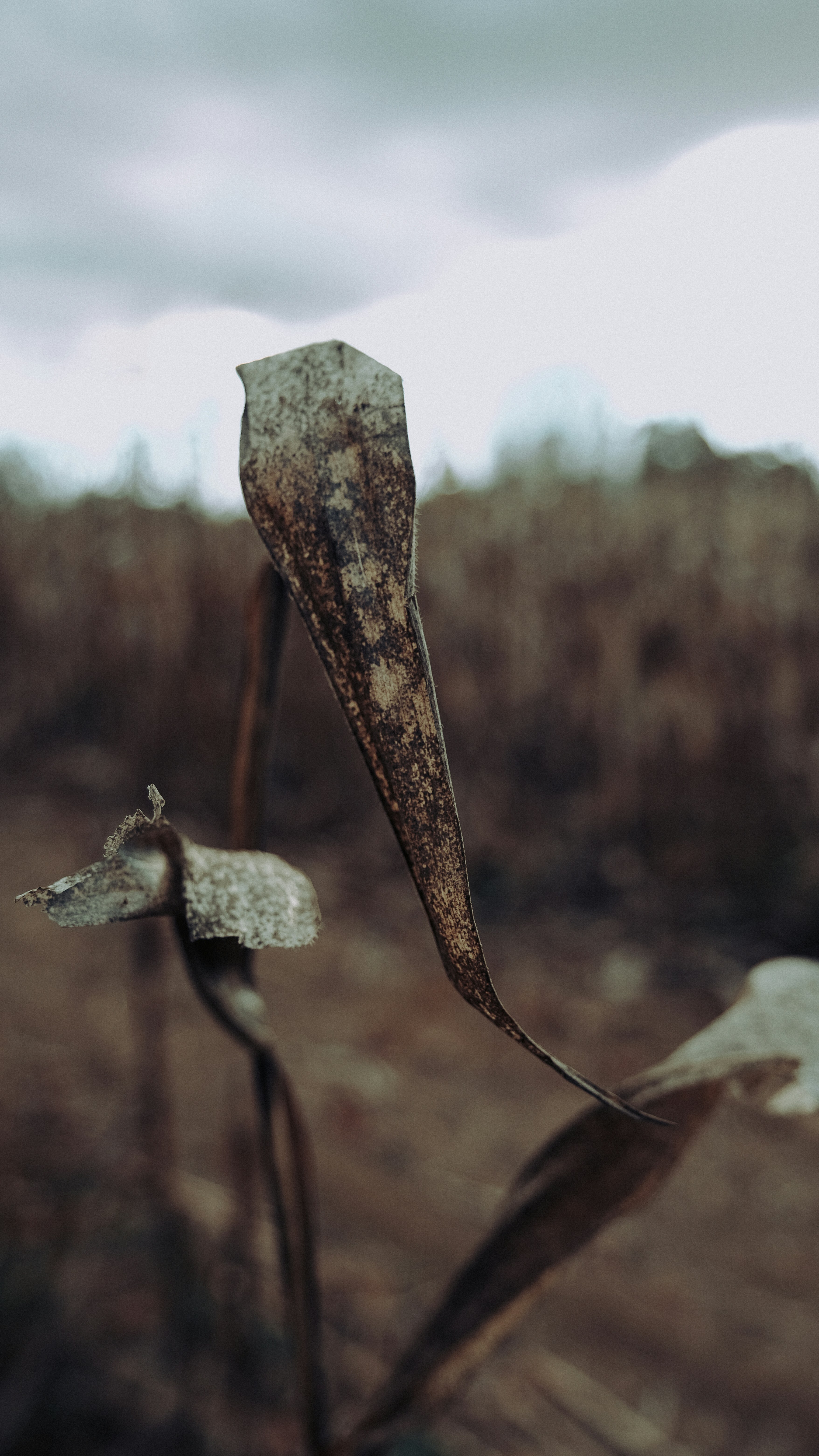 Withered Bloom: A Close-Up of Stubborn Reality