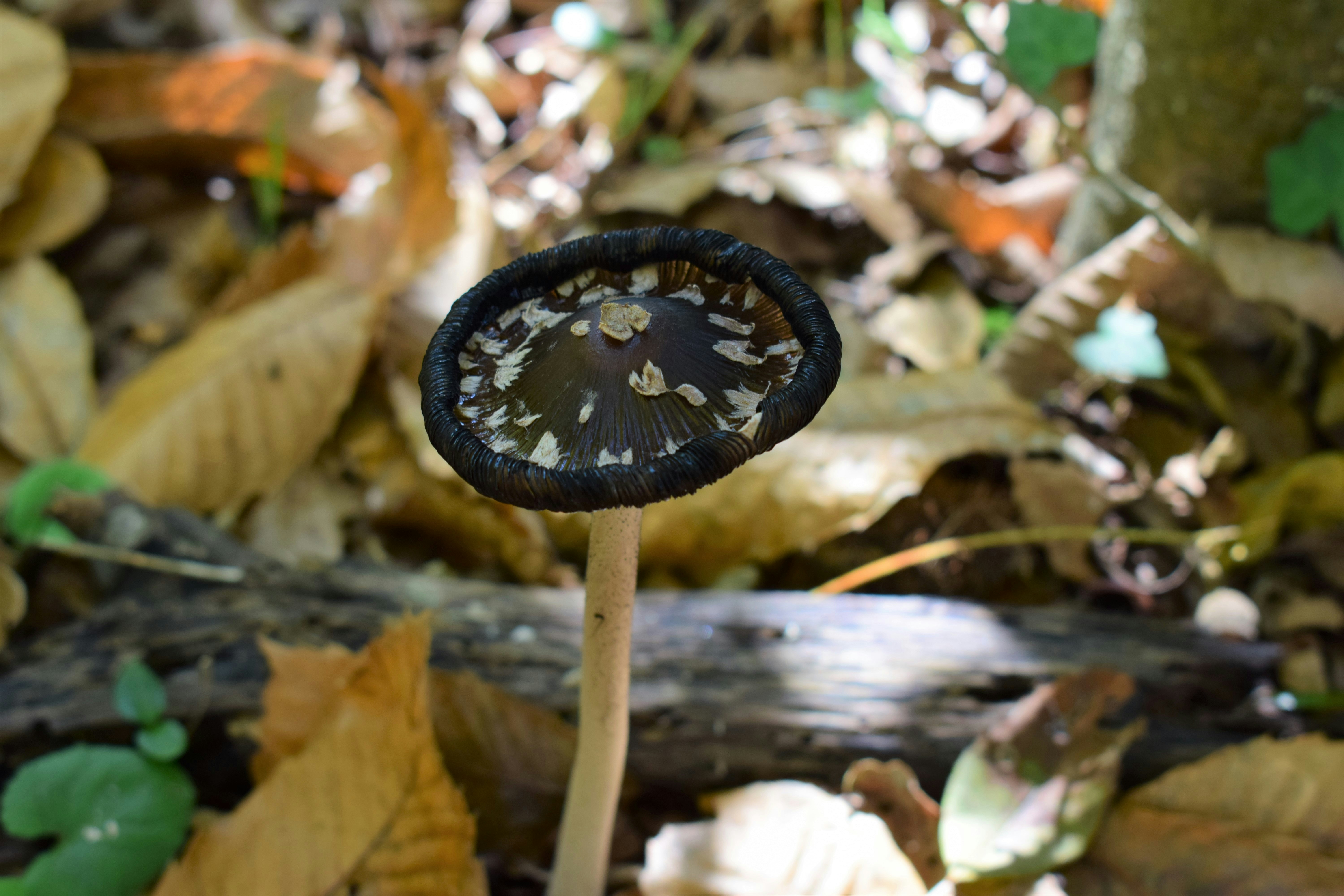 Dark-topped mushroom amid amber leaf litter