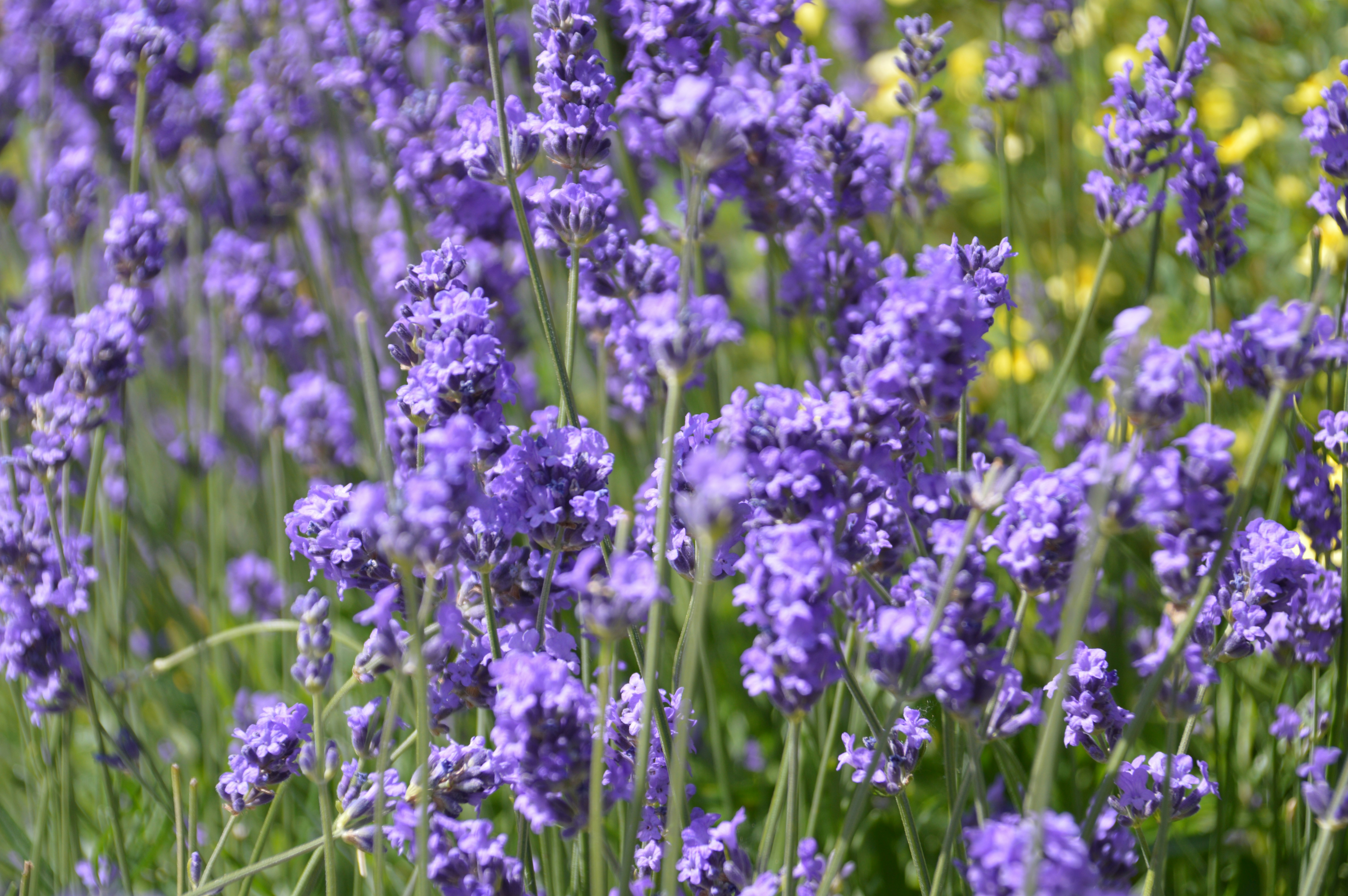 Purple Sea in Bloom: Lavender Stems Dancing in Summer Light
