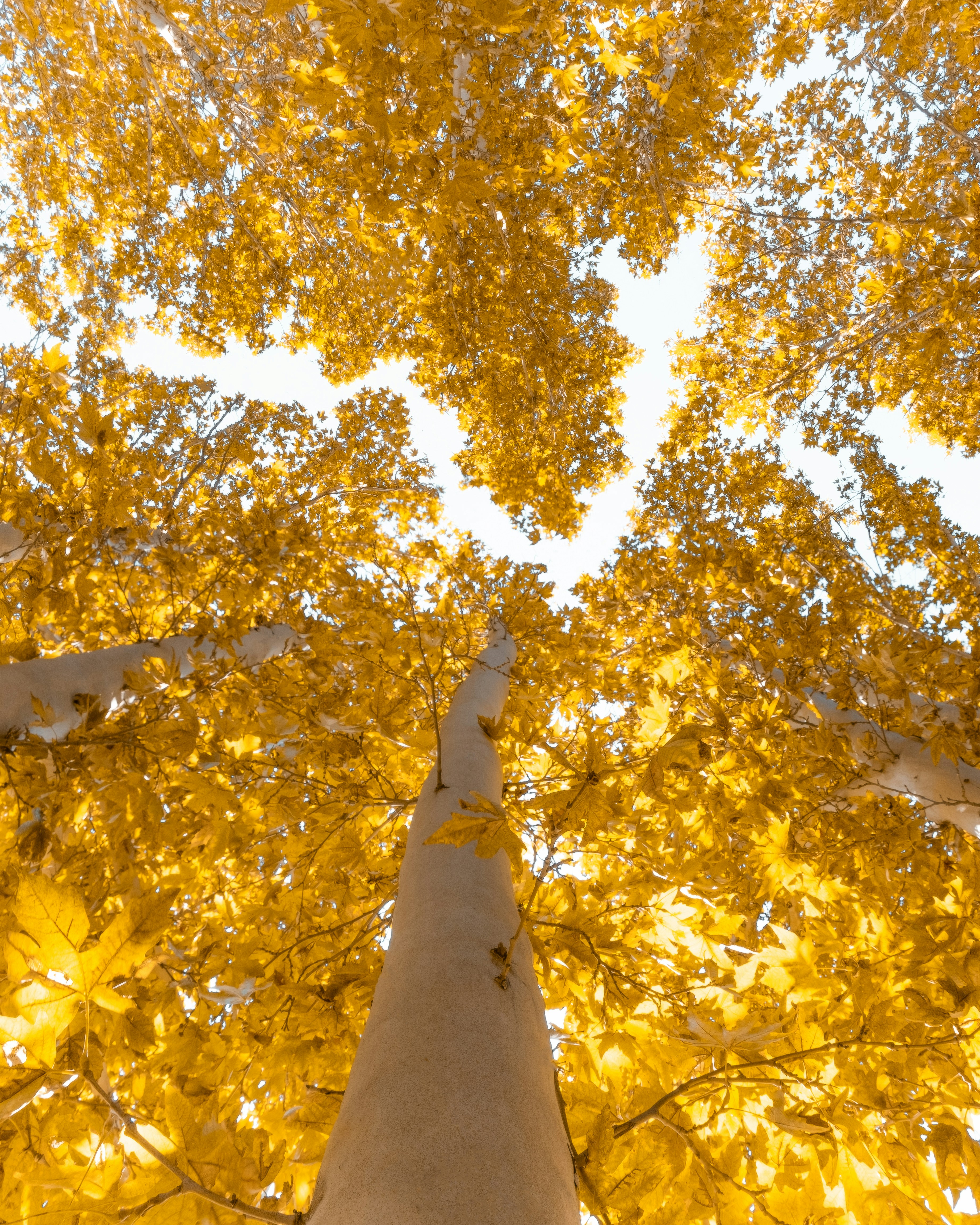 Amber Cathedral: Upward Perspective Through Autumn Light