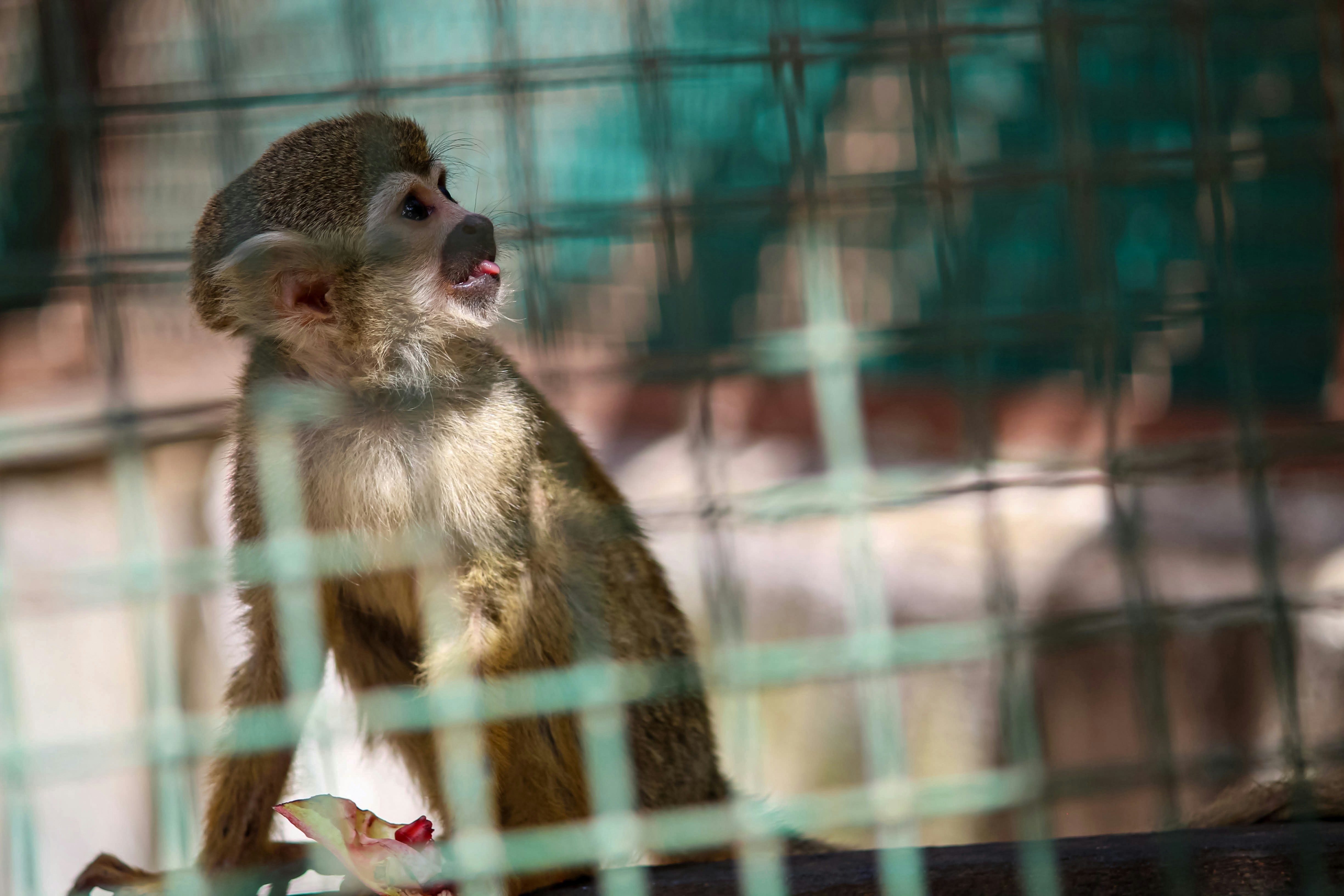 Brown and white monkey peering through a cage in soft lighting.