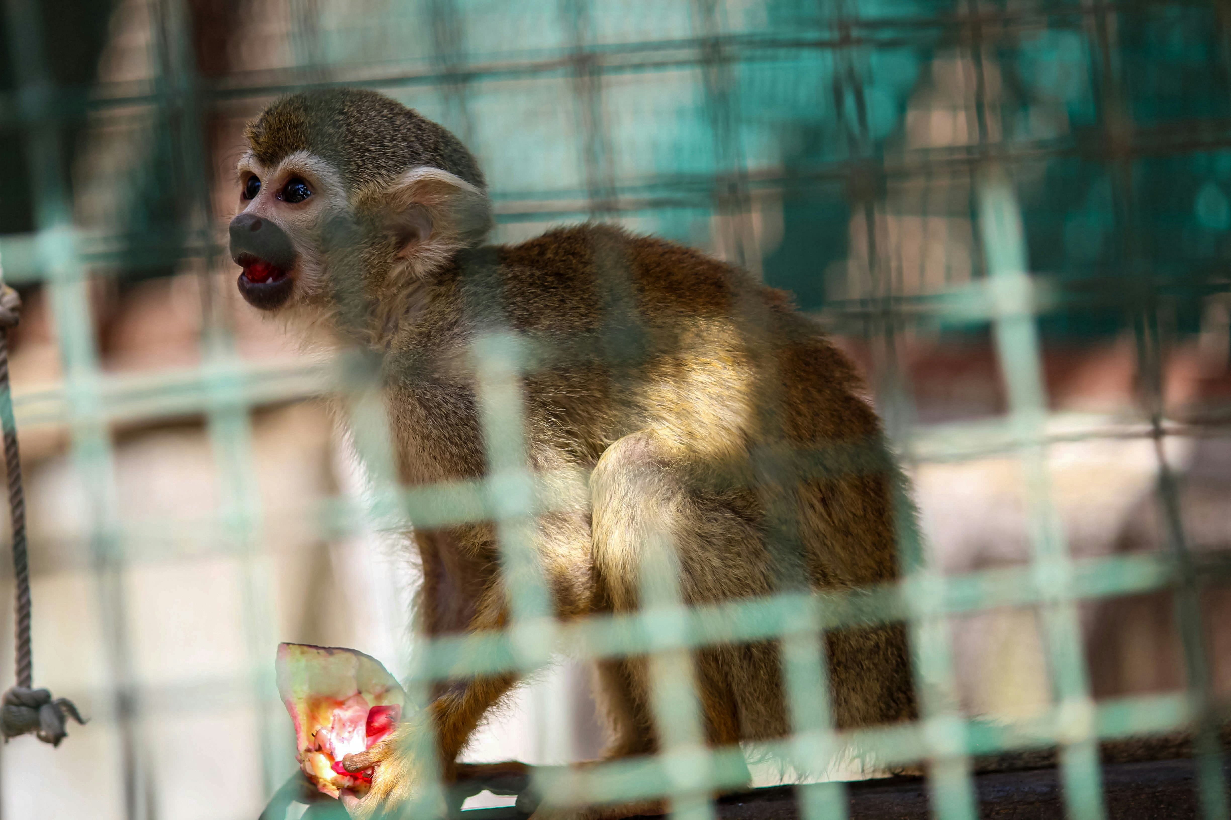 A squirrel monkey perched on a ledge, animatedly enjoying a piece of fruit, partially obscured by a green mesh enclosure.