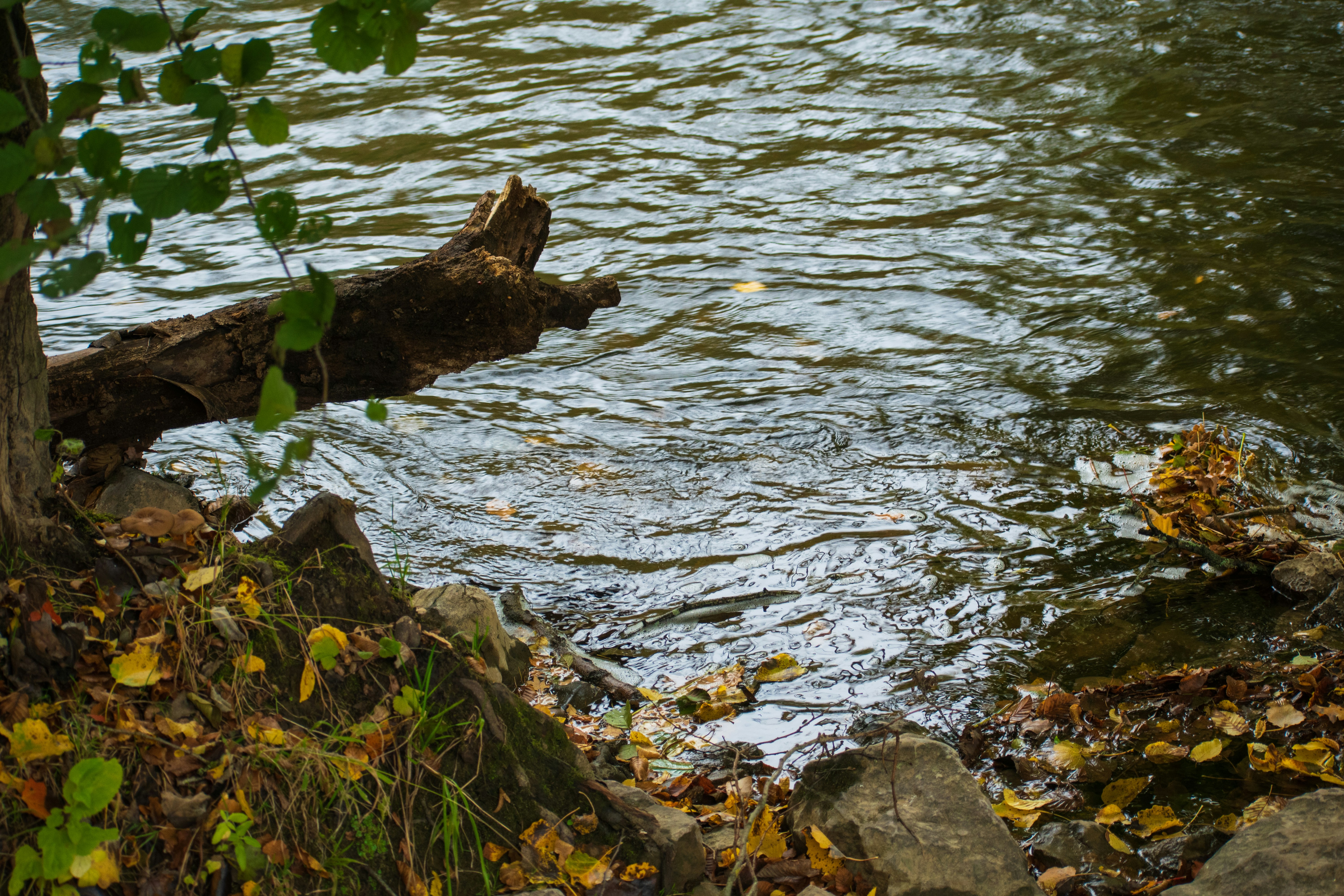 Driftwood Reaches Into a Quiet River, Framed by Autumn Leaves