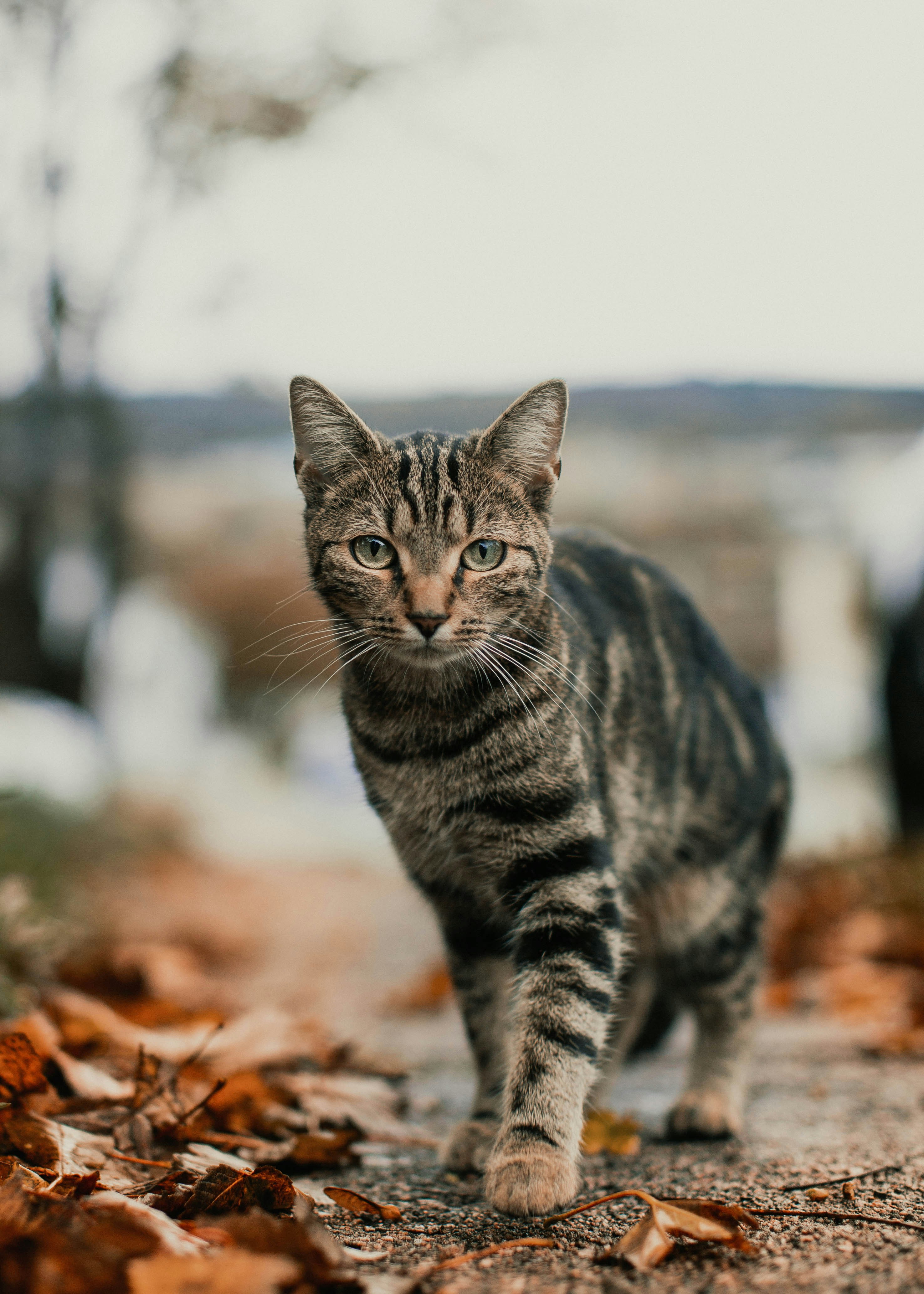 A tabby cat strides confidently along a path strewn with fallen leaves, exuding curiosity and charm.