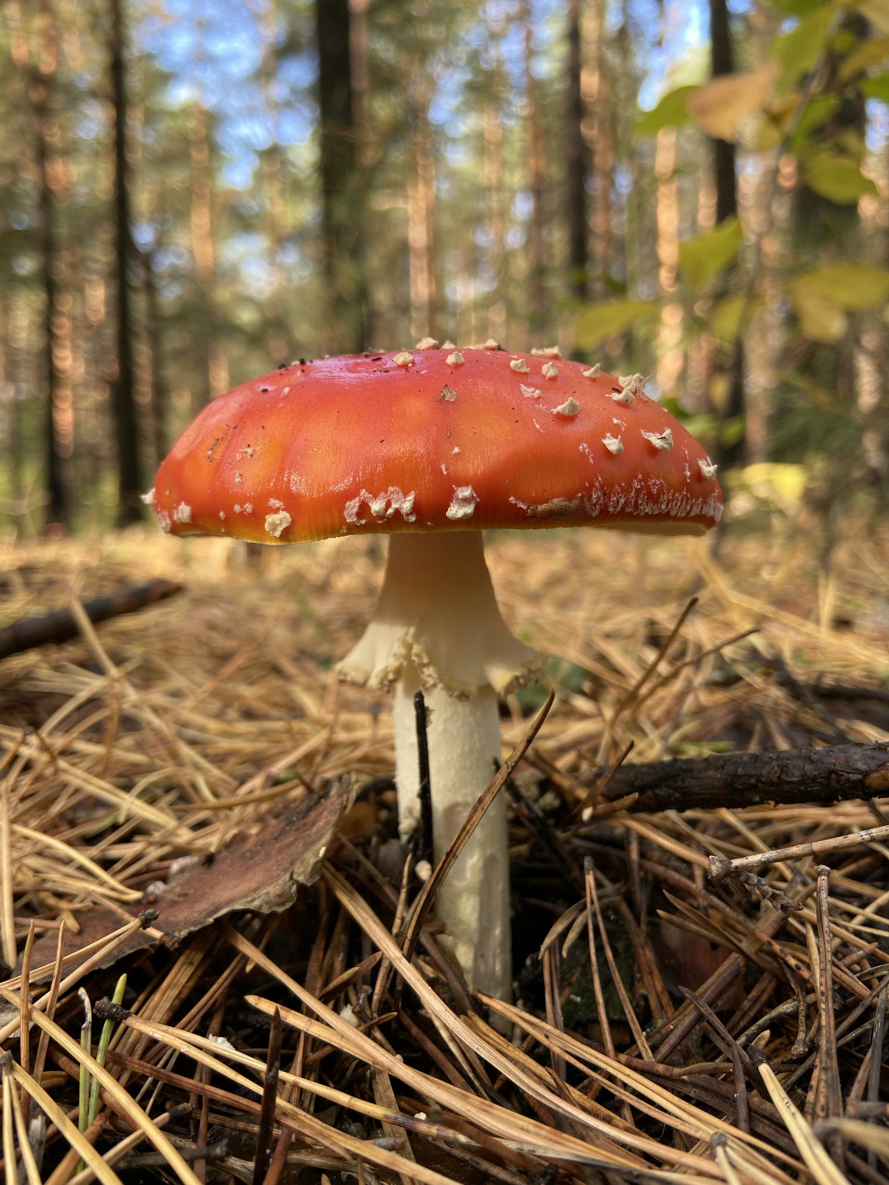 Scarlet Cap in a Pine Needle Cathedral