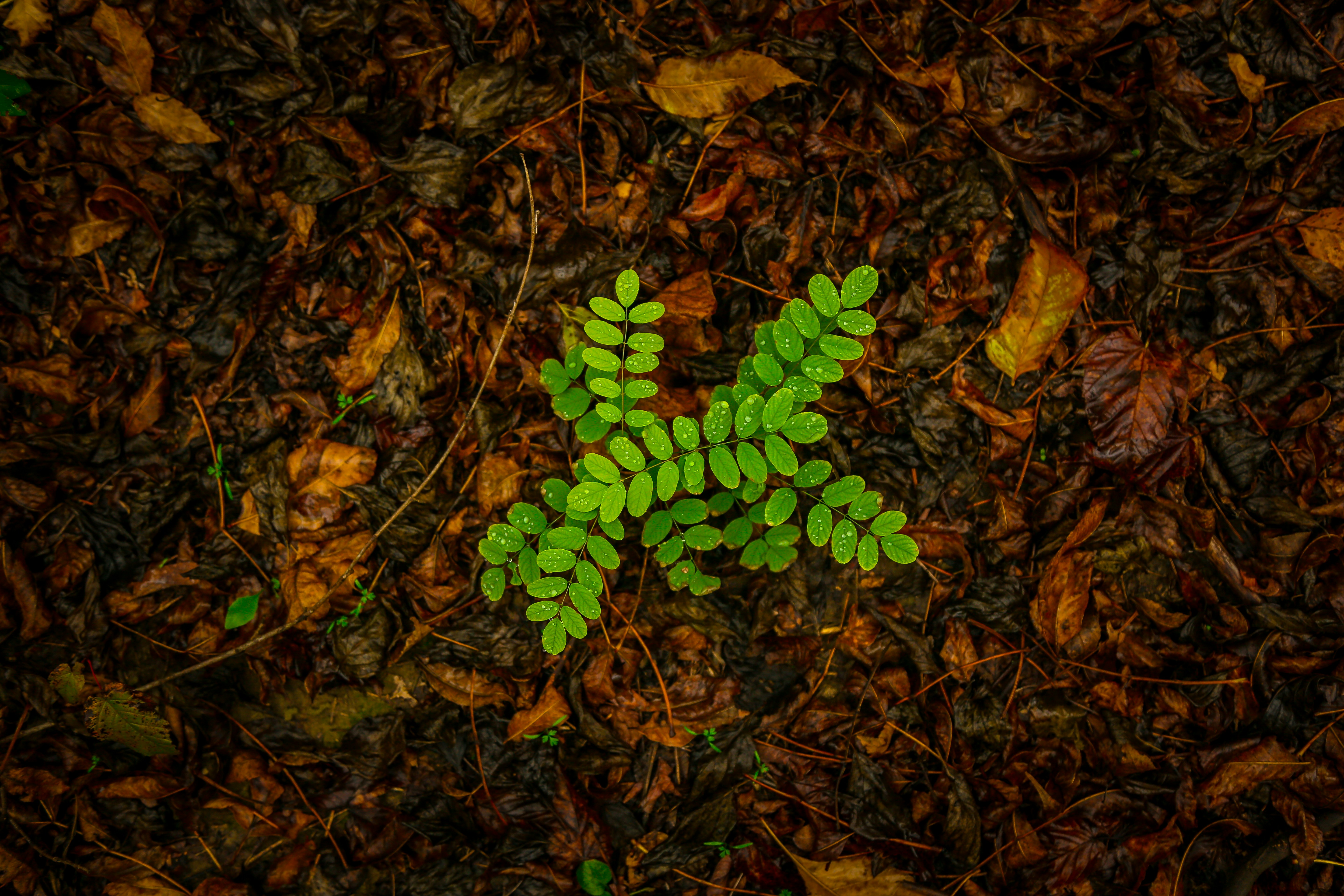 Emerald Fernlet Pierces the Autumn Carpet