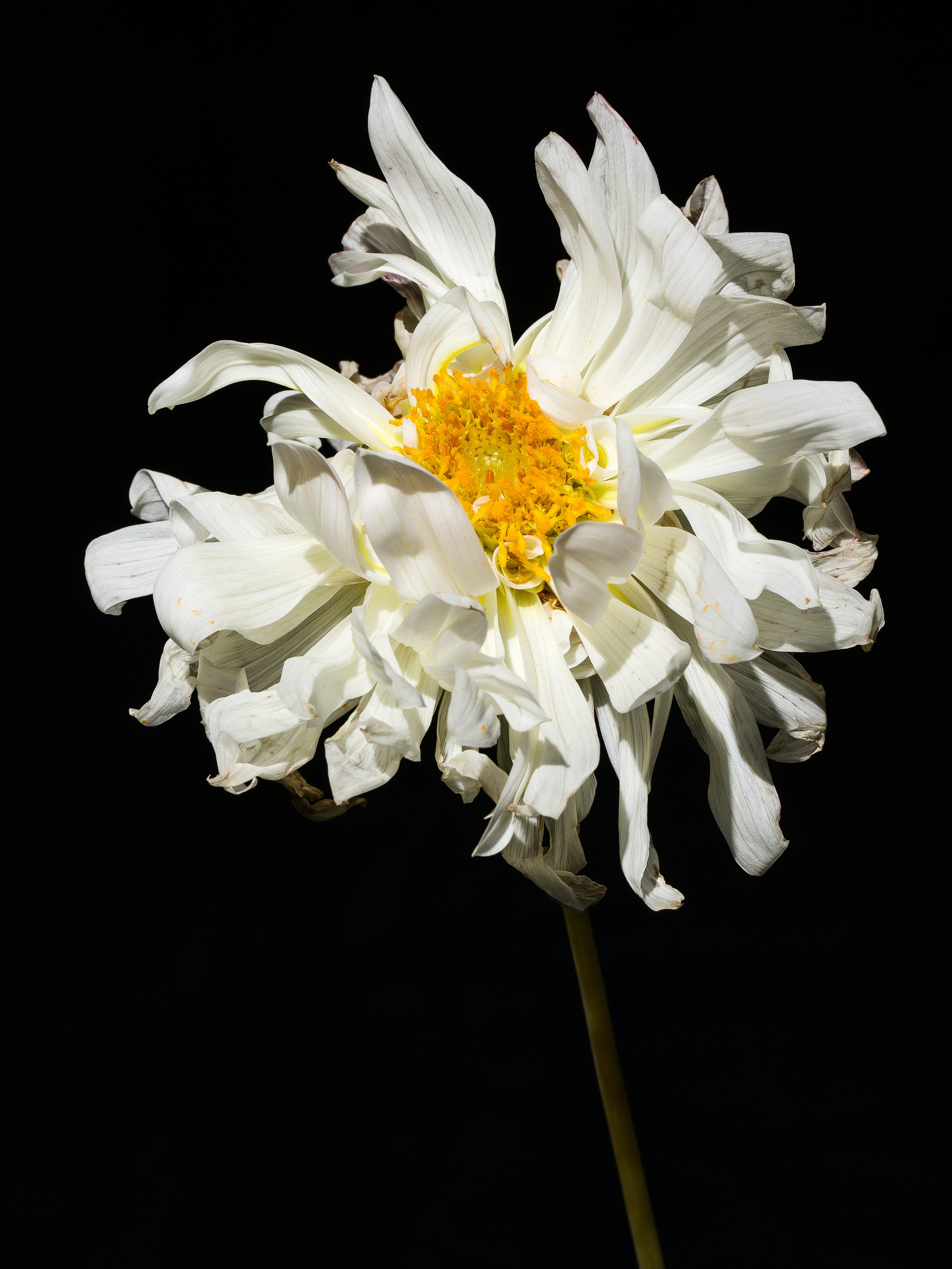 Ivory Bloom Under Noir Spotlight: White Petals, Golden Core