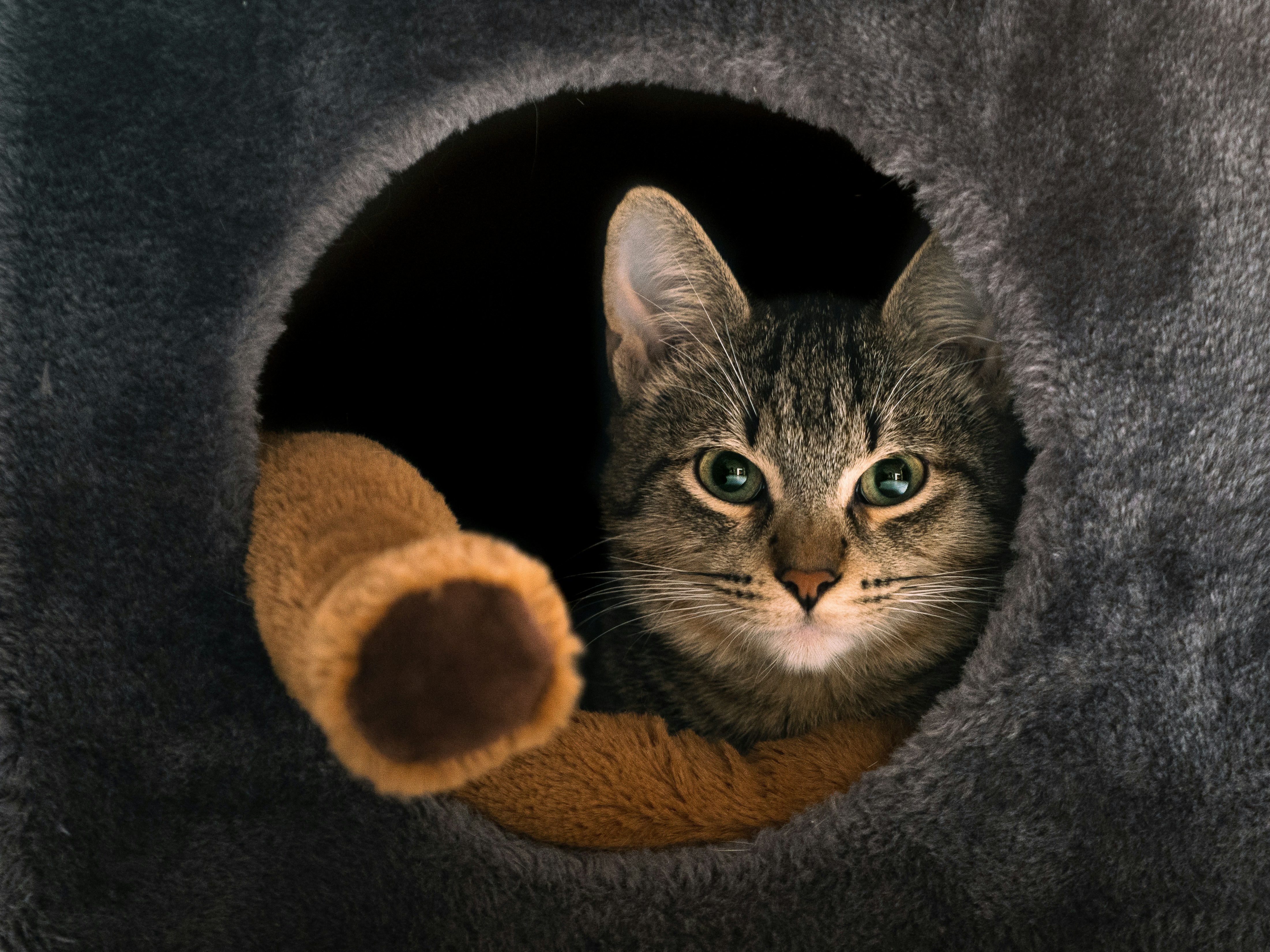 Amber Eyes Through a Plush Portal: A Cat's Curious Gaze