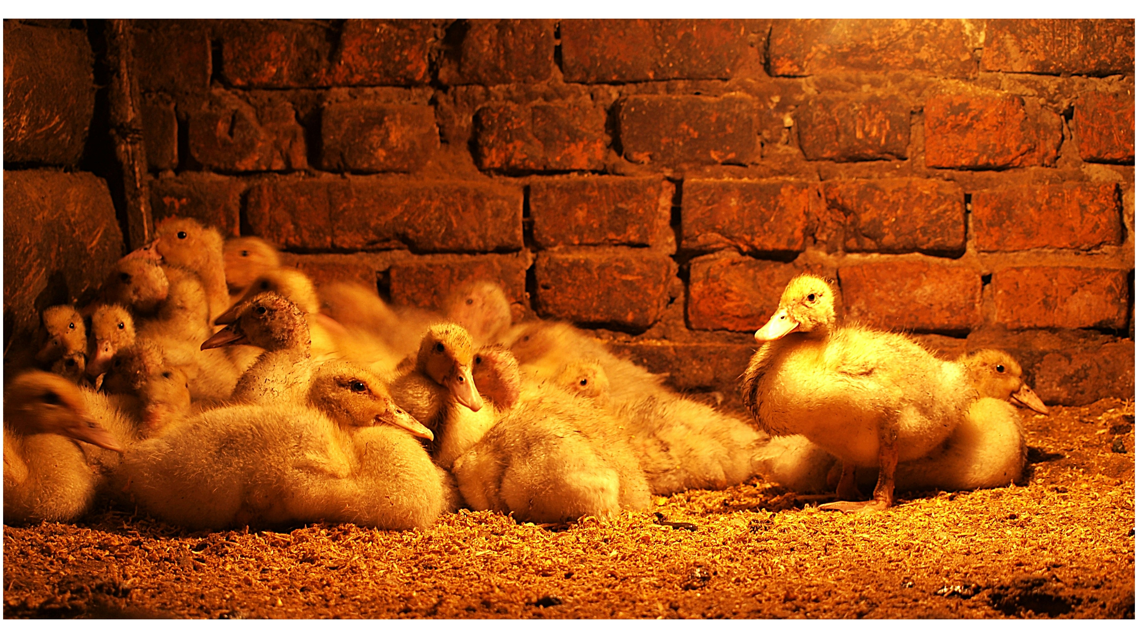 A cluster of yellow ducklings huddles on a dusty floor beside a brick wall, under warm amber light. One duckling stands apart, drawing the eye.