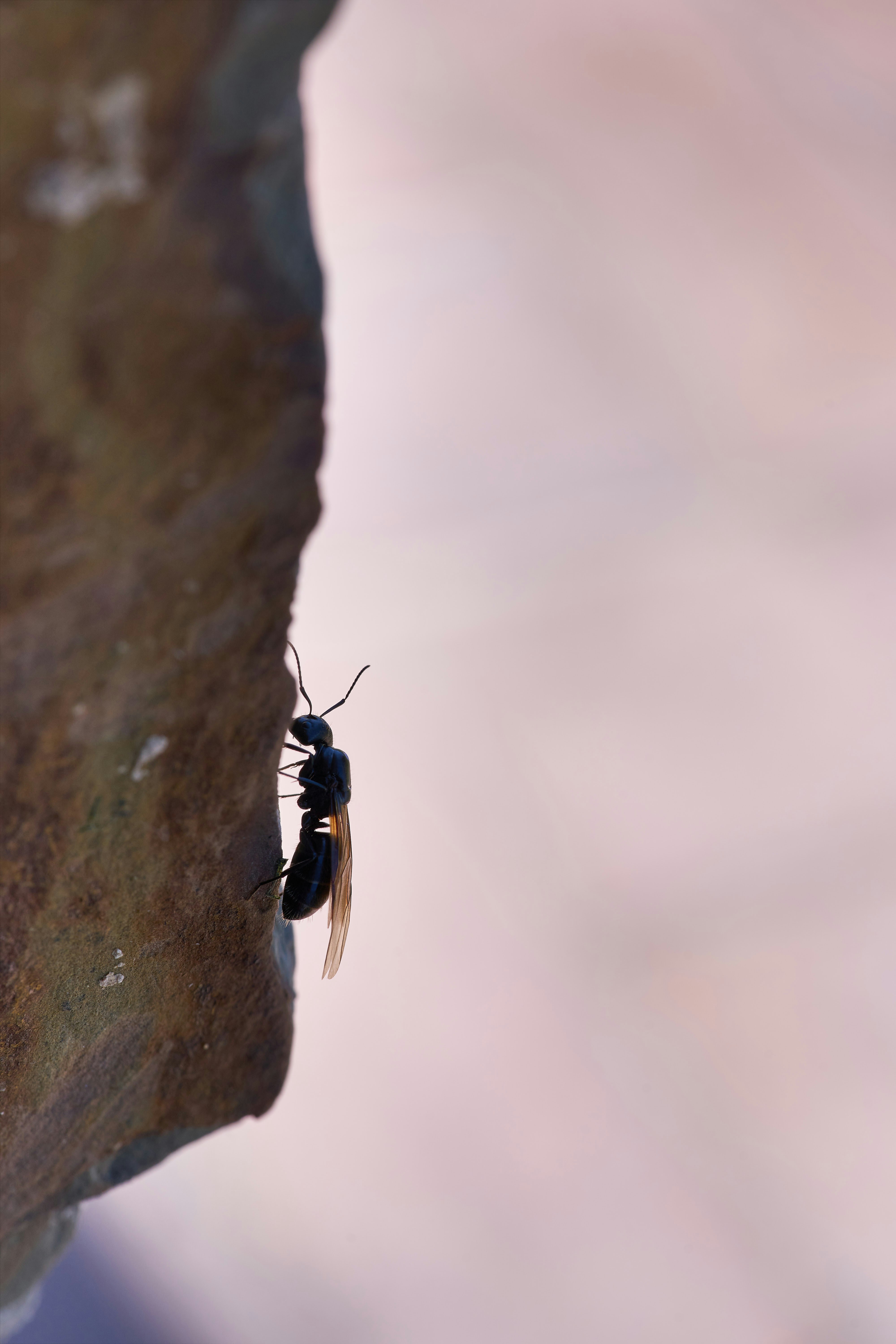 Black ant on a sunlit rock edge