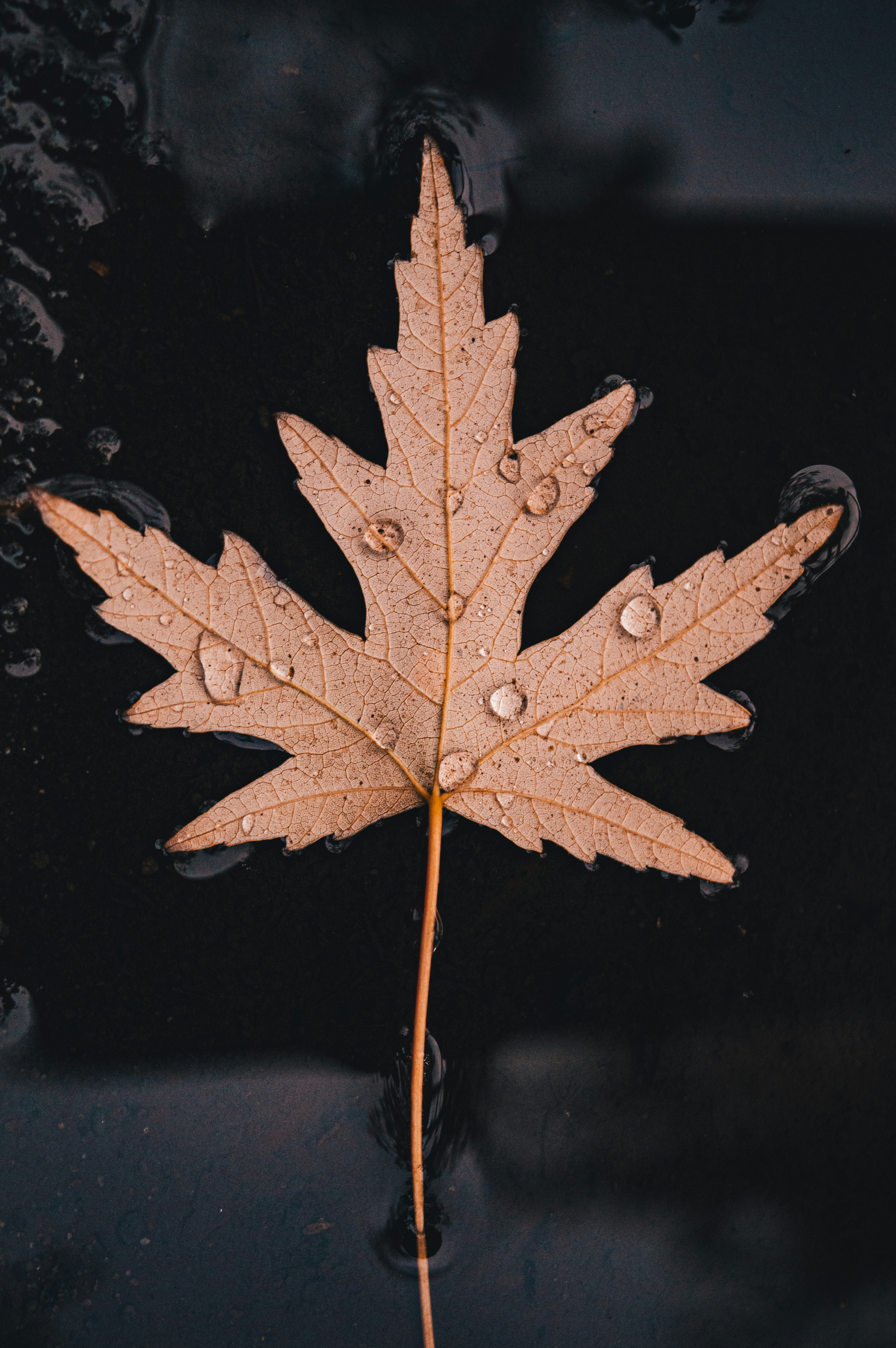 Brown maple leaf on black surface photo – Free Leaf Image on Unsplash