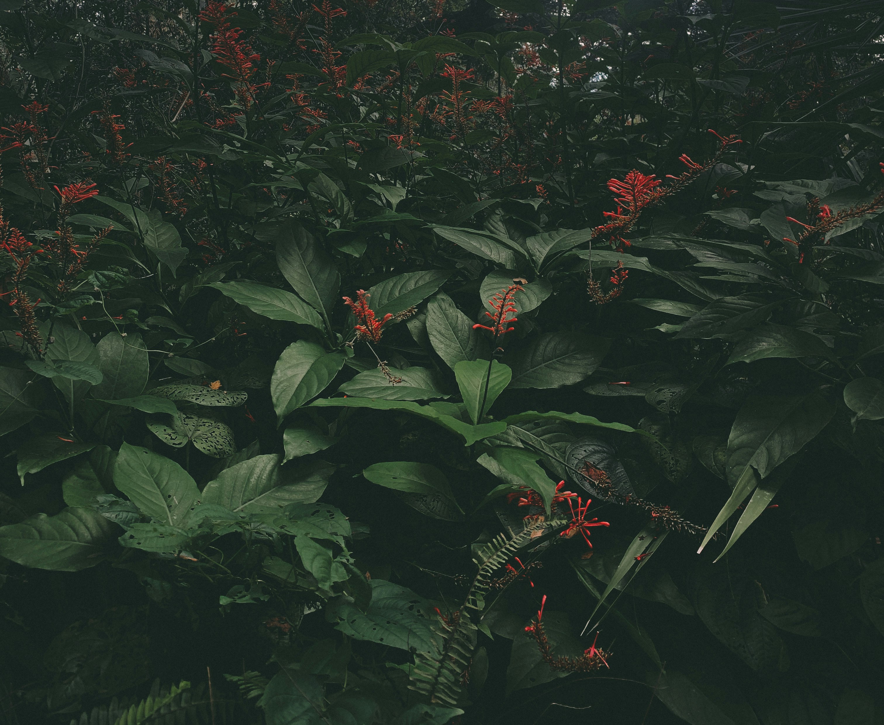 Vibrant red flowers amidst lush green foliage, creating a rich tapestry of nature's beauty.