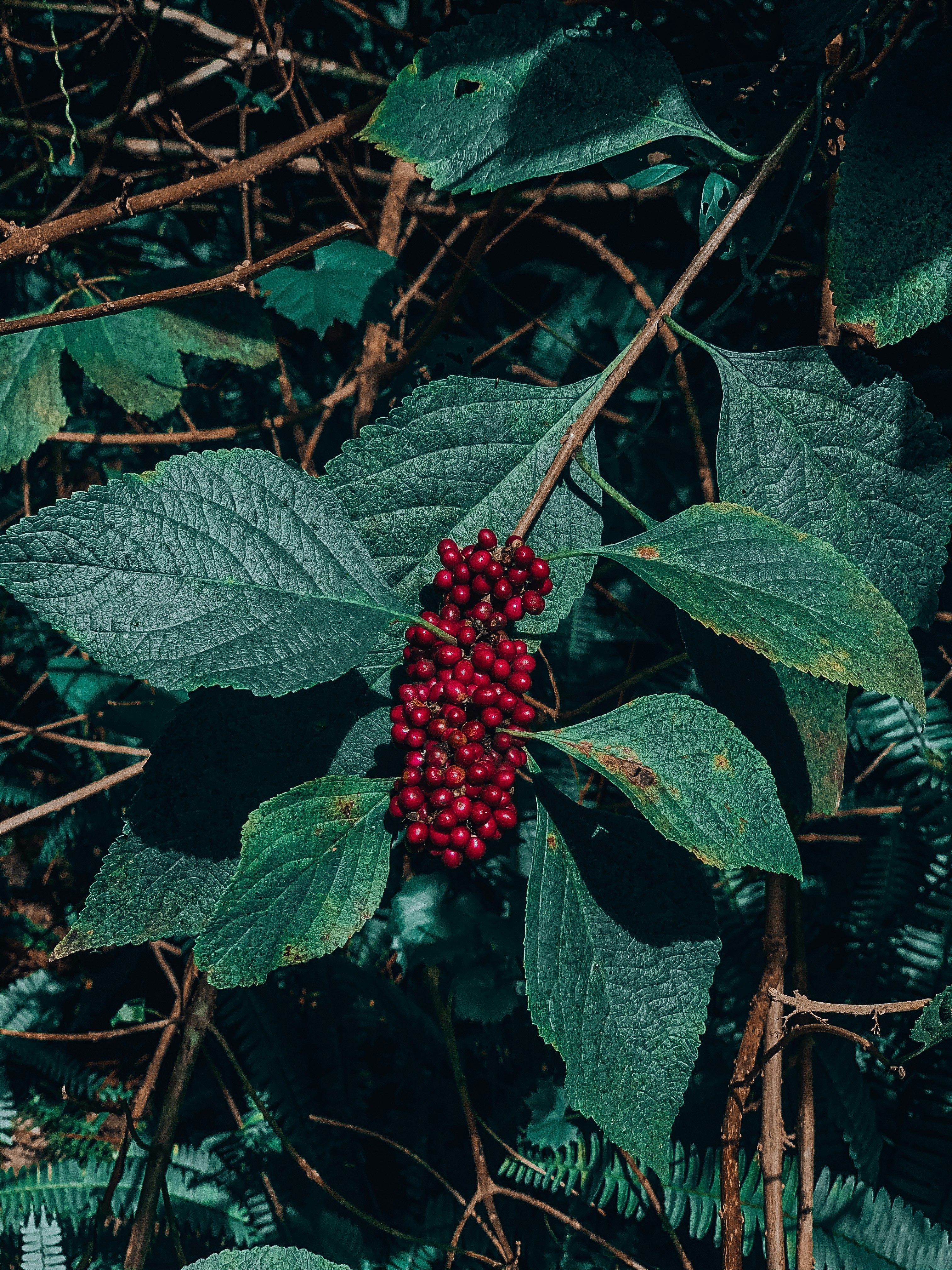 Crimson Berry Jewel Nestled Among Velvet Green Leaves